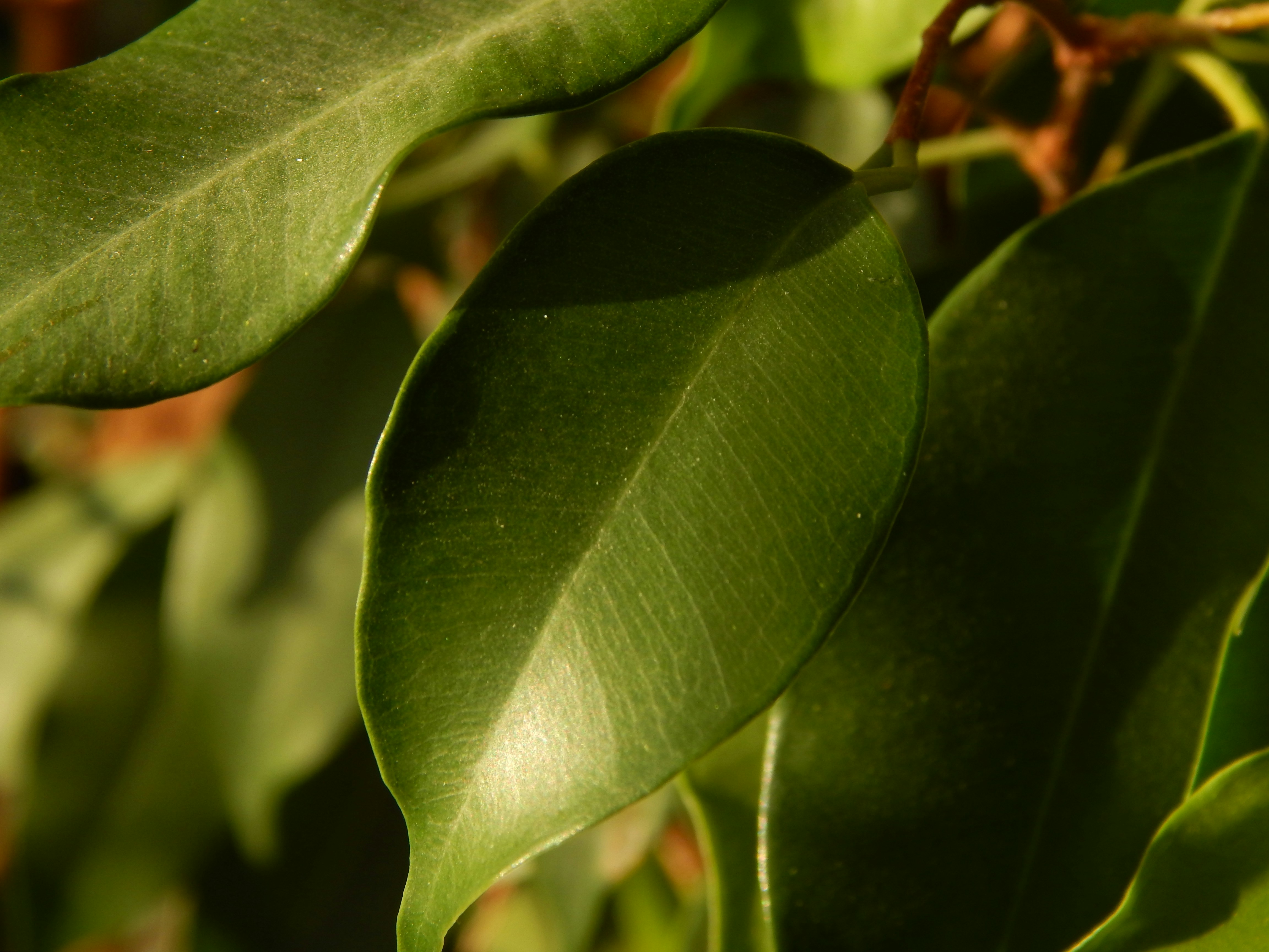 The Lush Green Tapestry of Nature