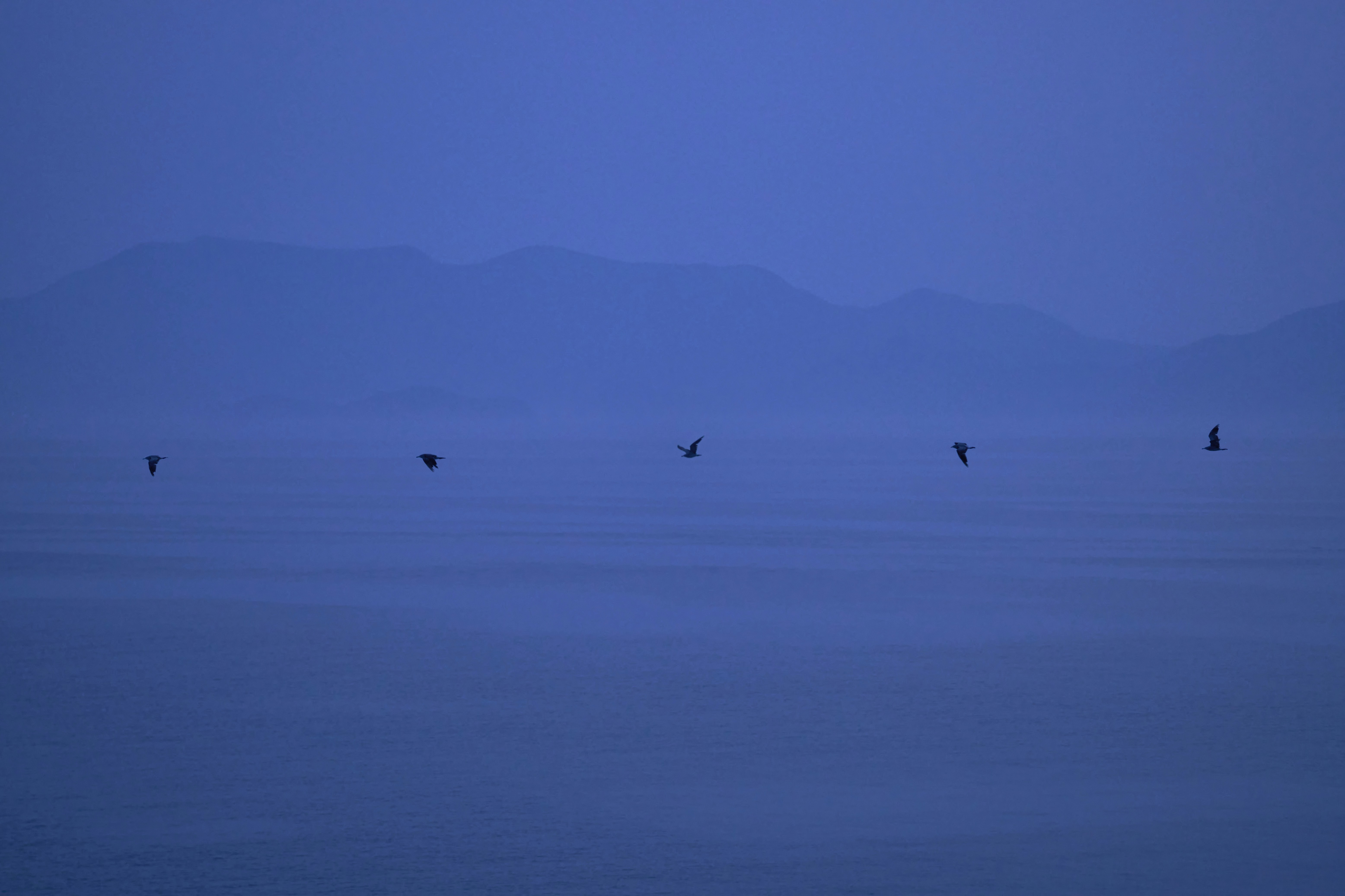 Whispers of the Dusk: Birds in Flight
