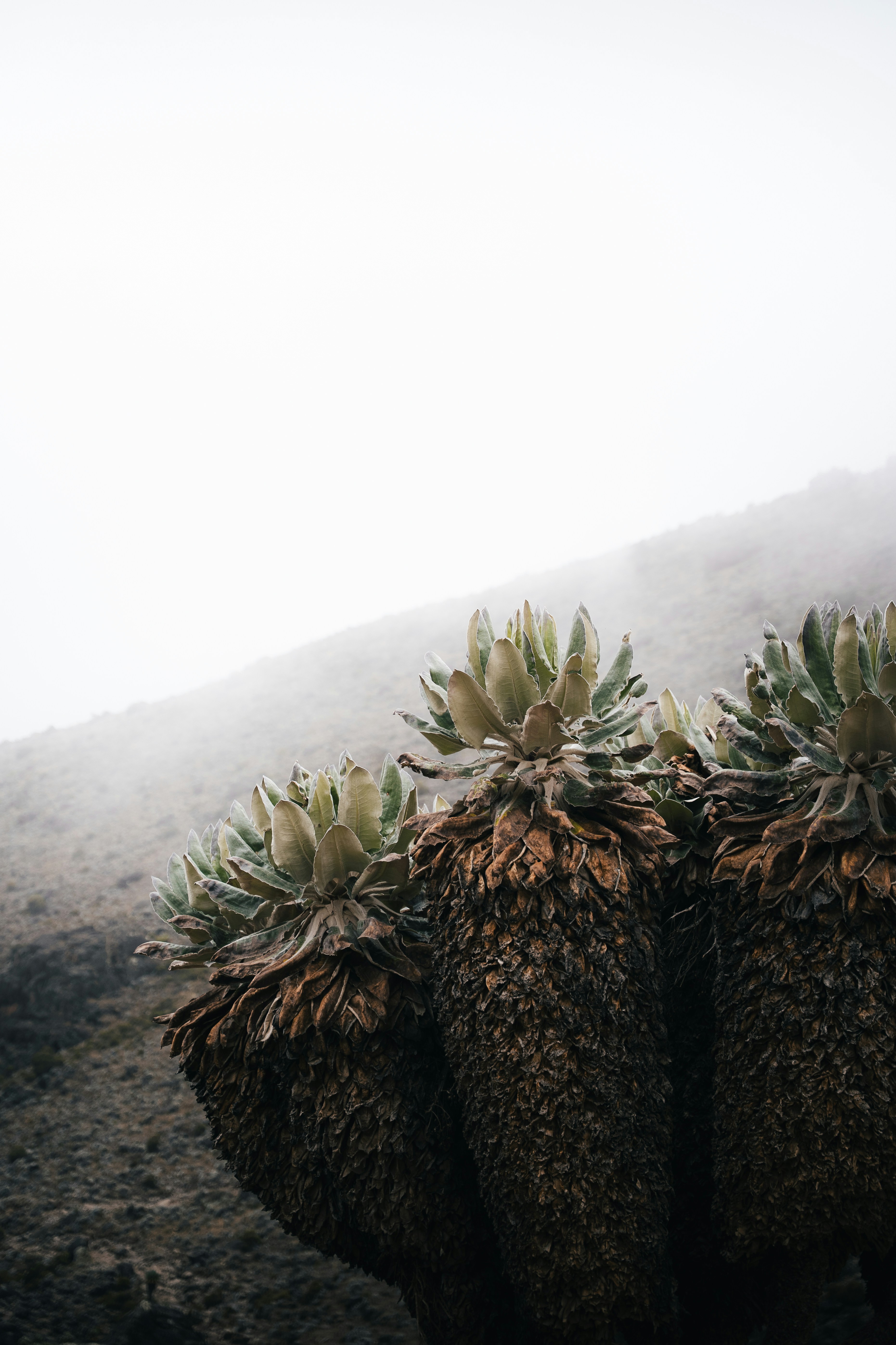 Whispers of the Andes: A Flora's Embrace