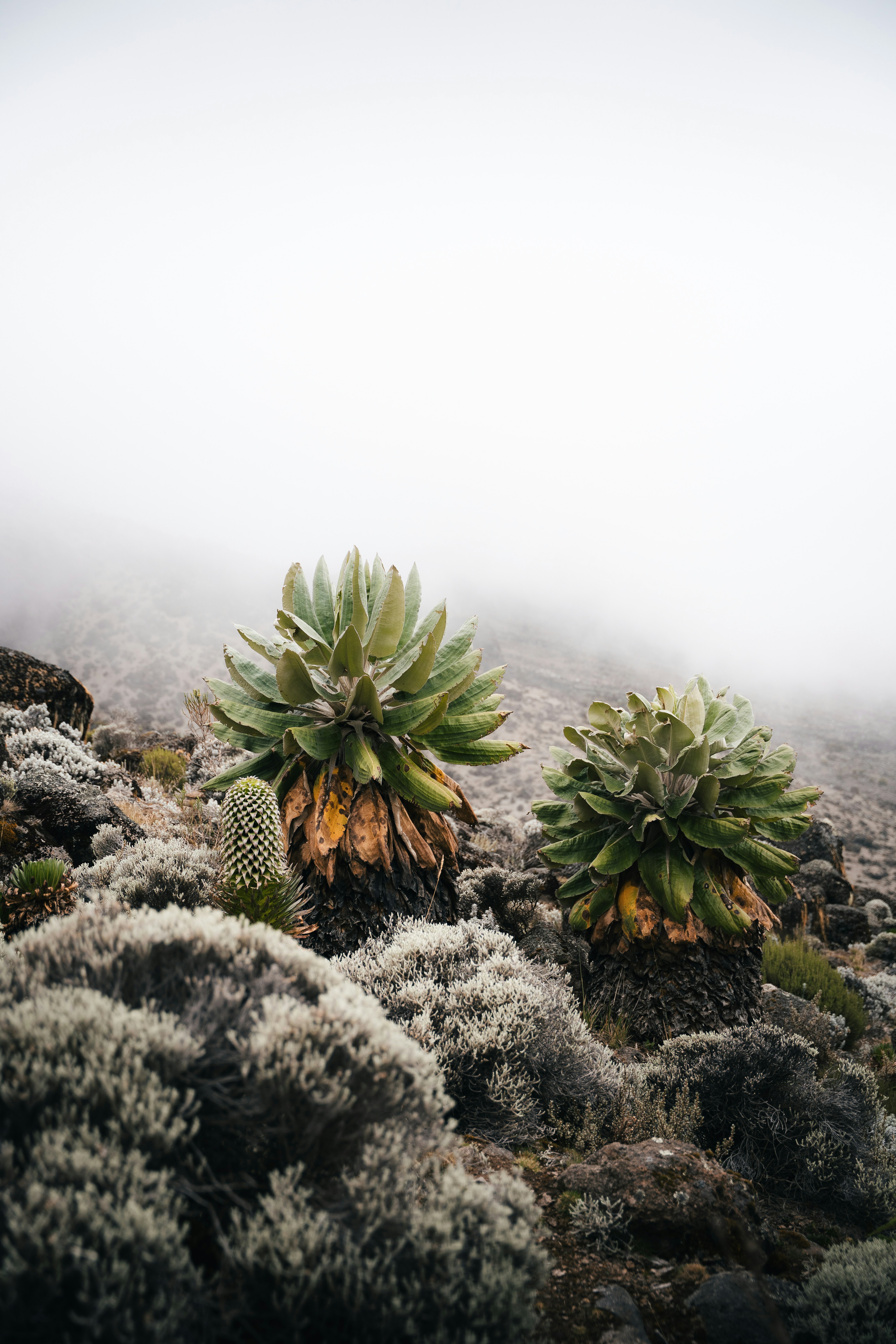 Two unique succulent plants emerge from a misty landscape, surrounded by textured vegetation and ethereal fog. The scene evokes a sense of tranquility and connection with nature.