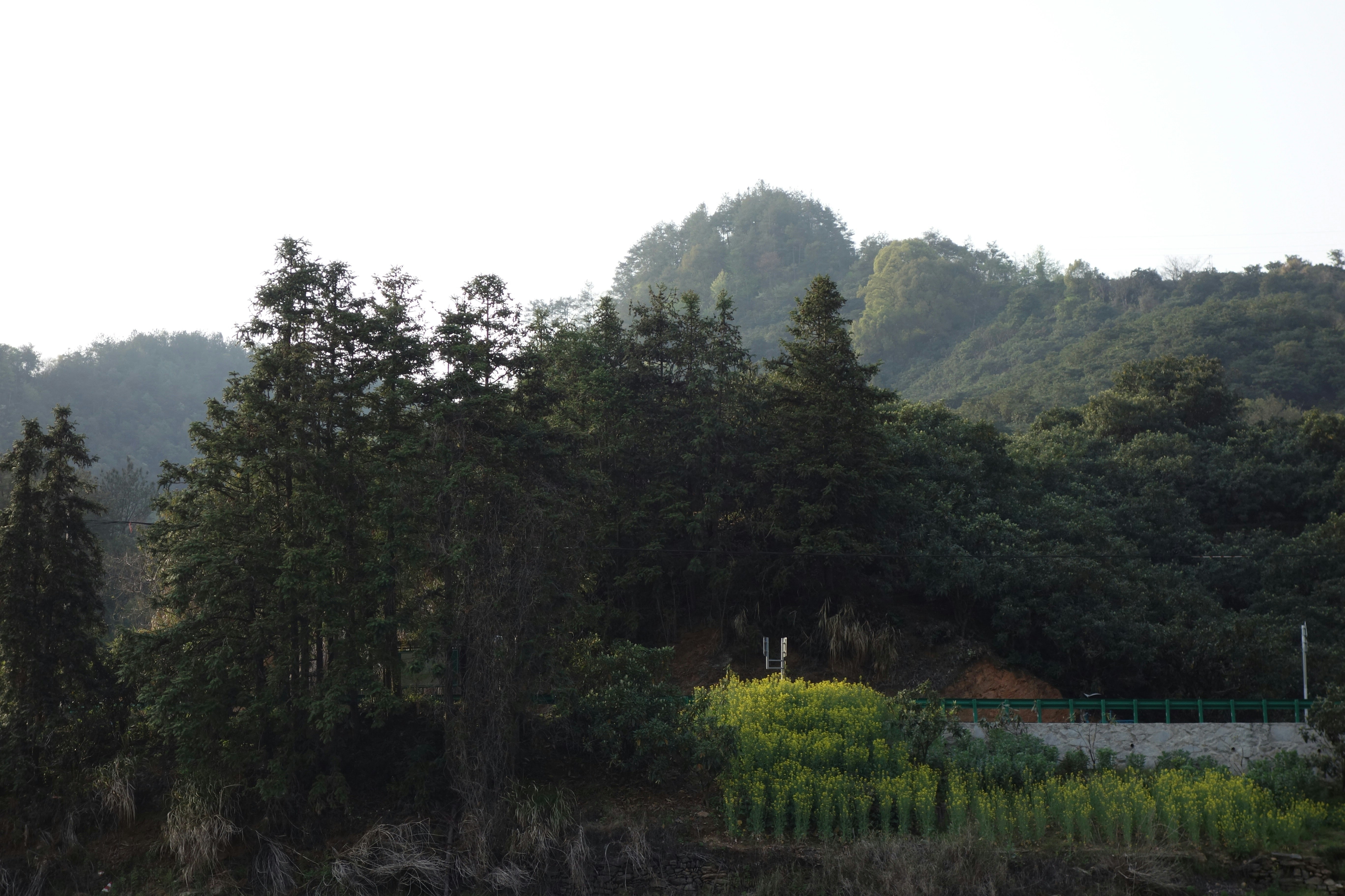 Emerald Canopy Overlook