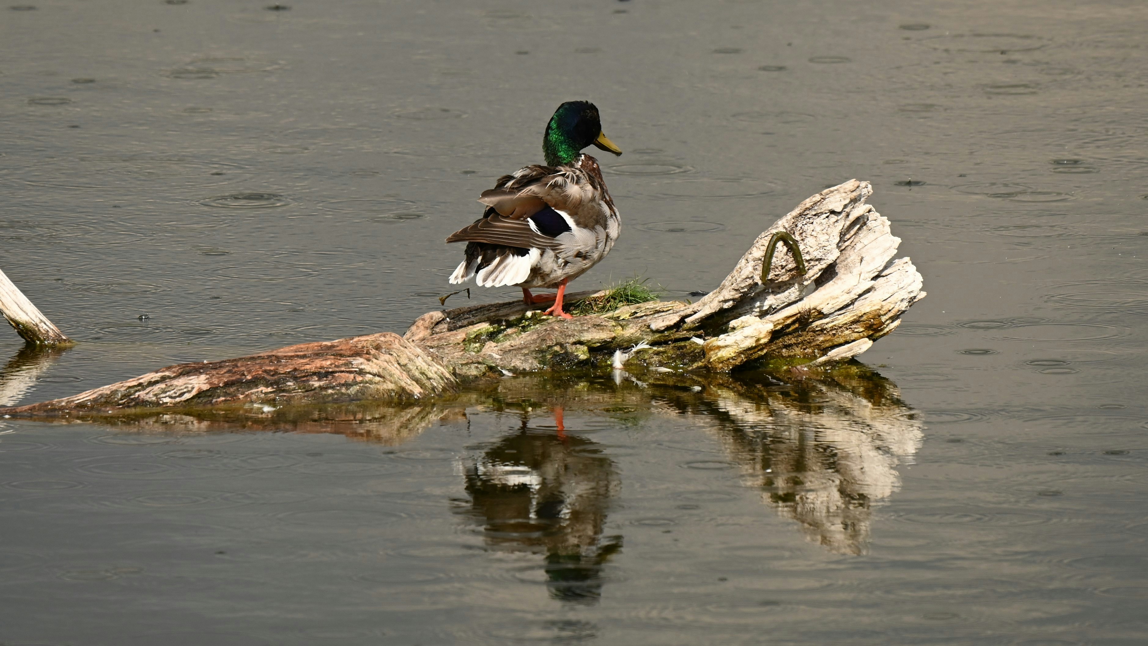 Green-headed Mallard Perched on Driftwood in a Mirror-Calm Lake