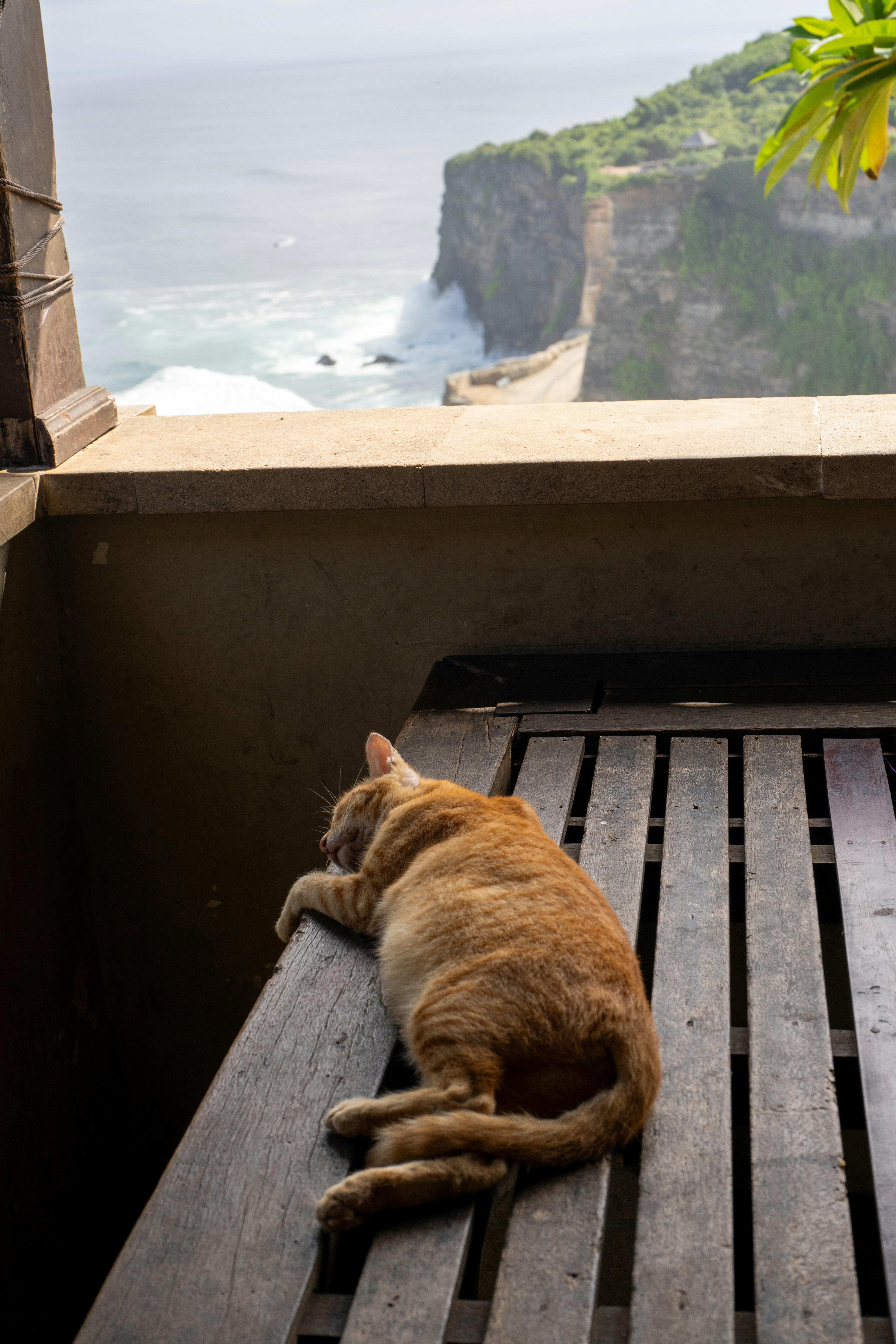 Sunlit Balcony Nap: A Ginger Cat Steals a Quiet Moment Against a Cliffside Ocean View
