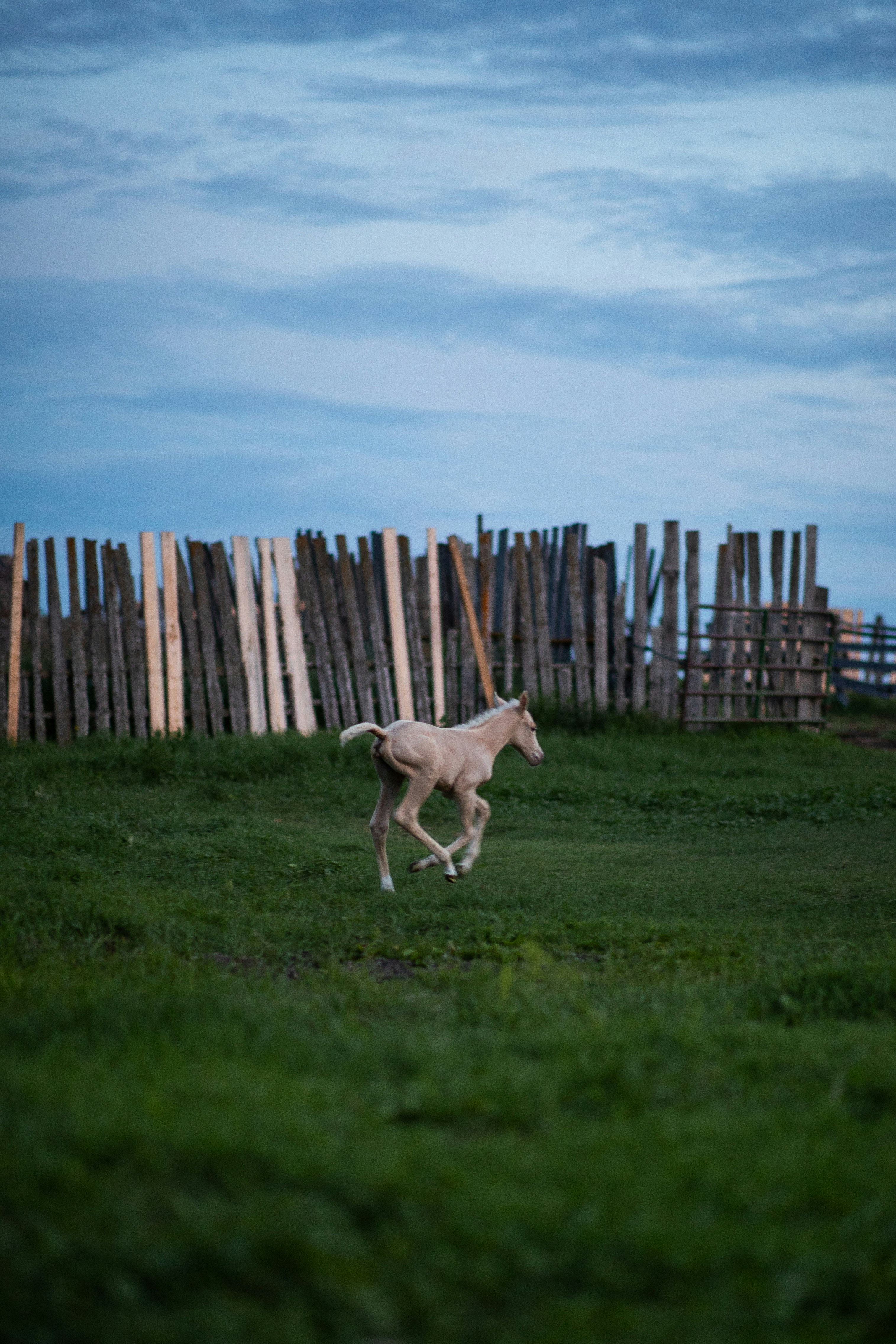 A foal gallops across a green pasture.