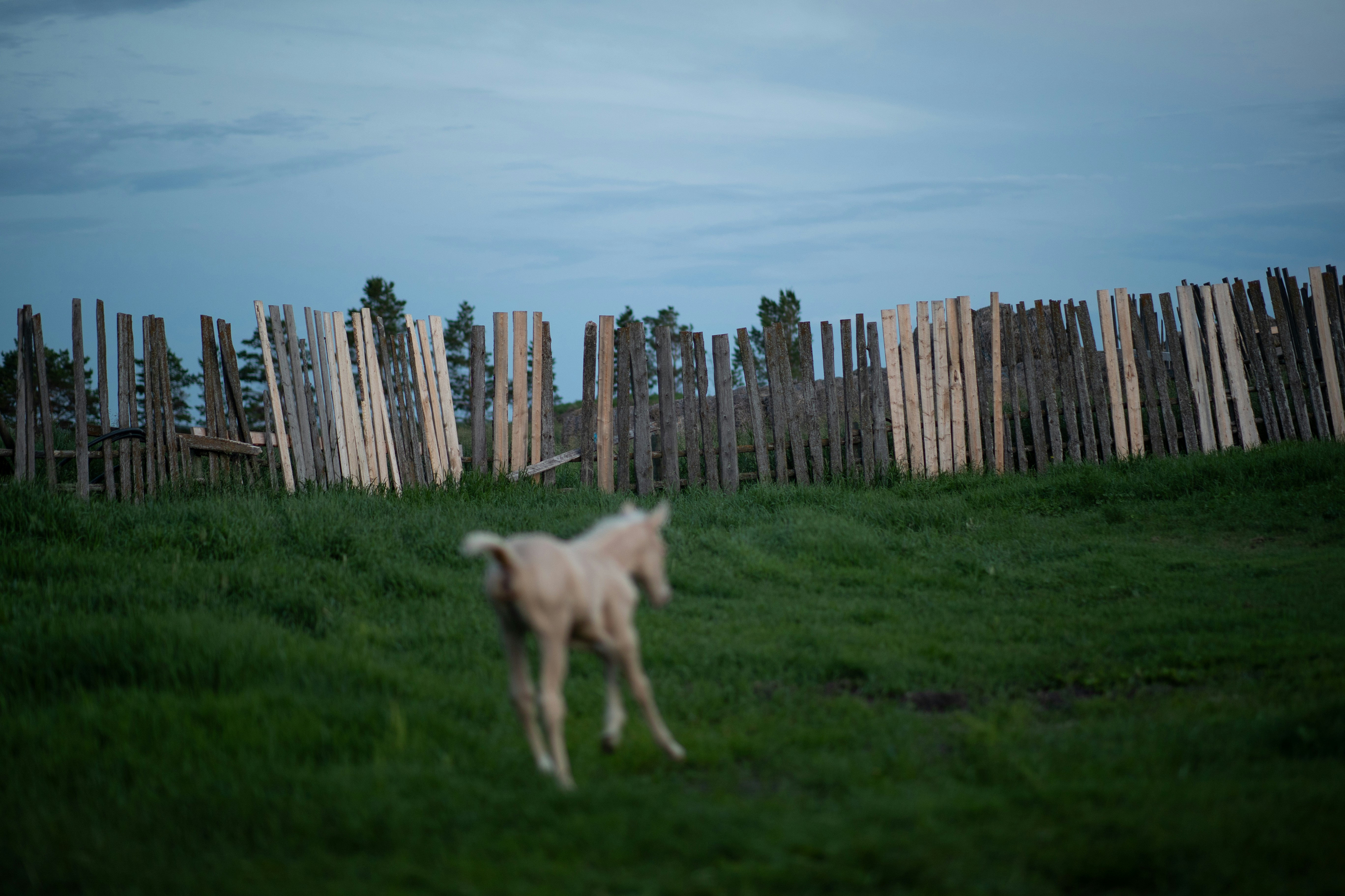 A foal gallops on green grass near a fence.