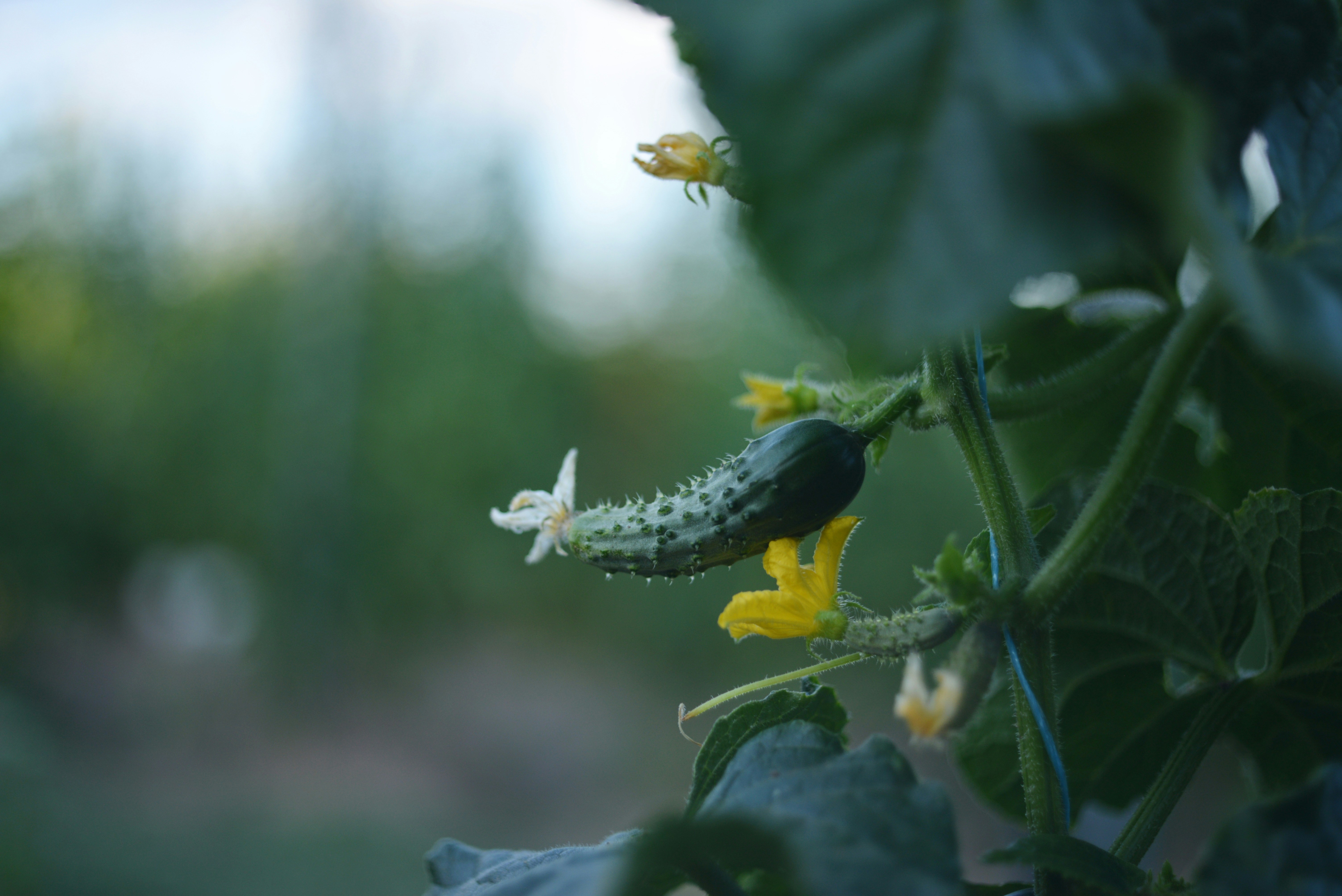 Close-Up Cucumber on the Vine Amid Yellow Blossoms