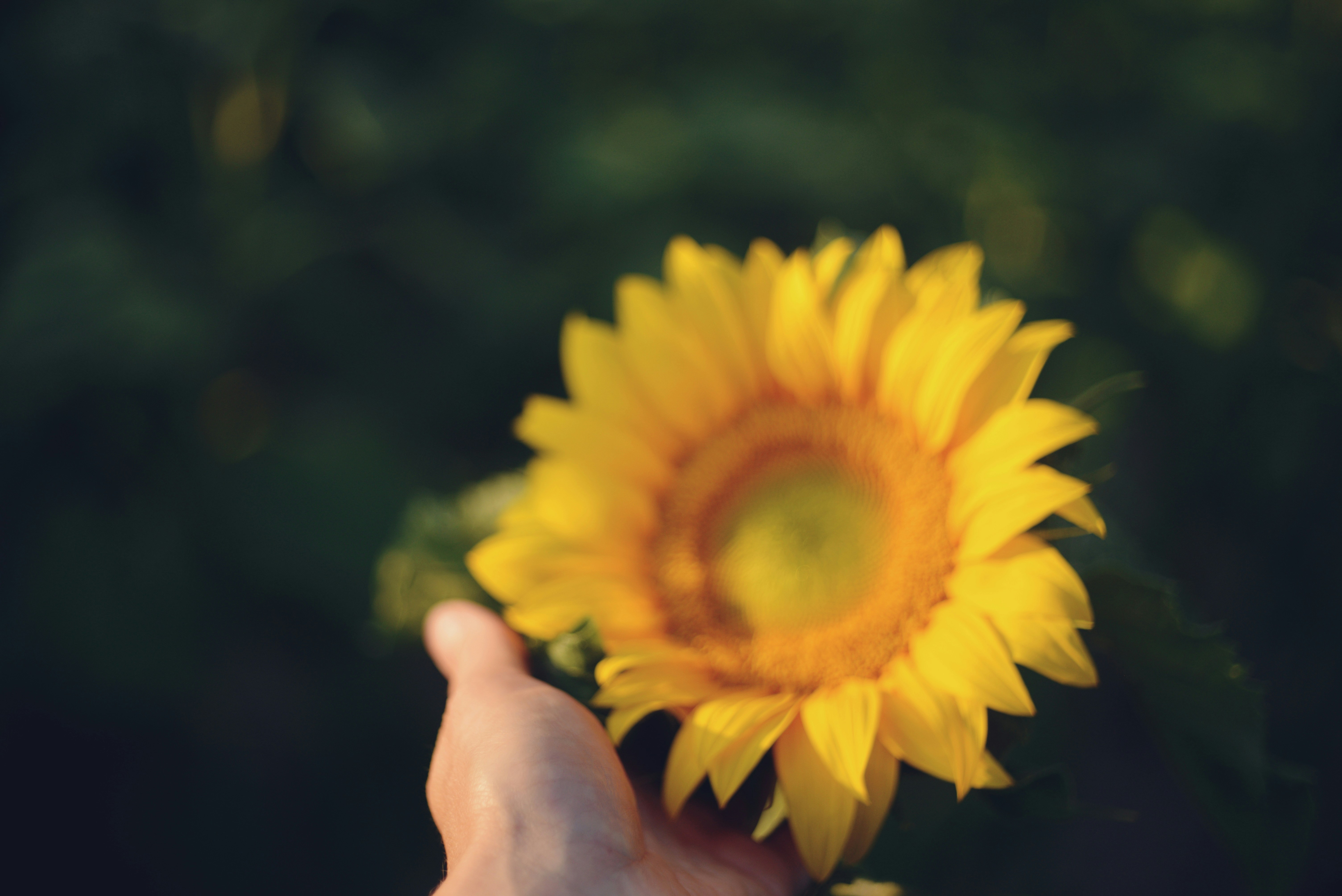 A Handful of Sunshine
