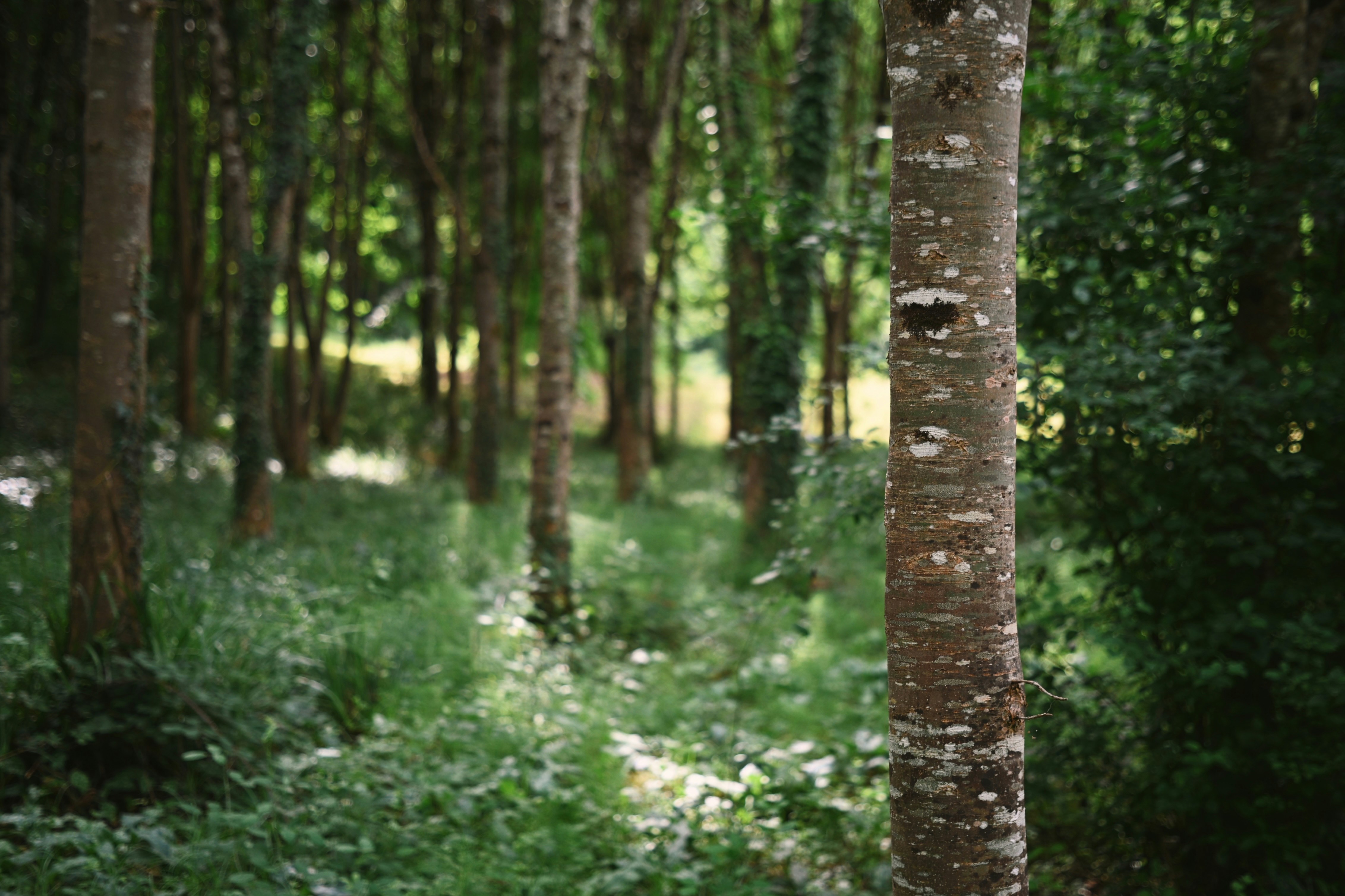 Whispers of the Forest: A Journey Through Nature's Embrace