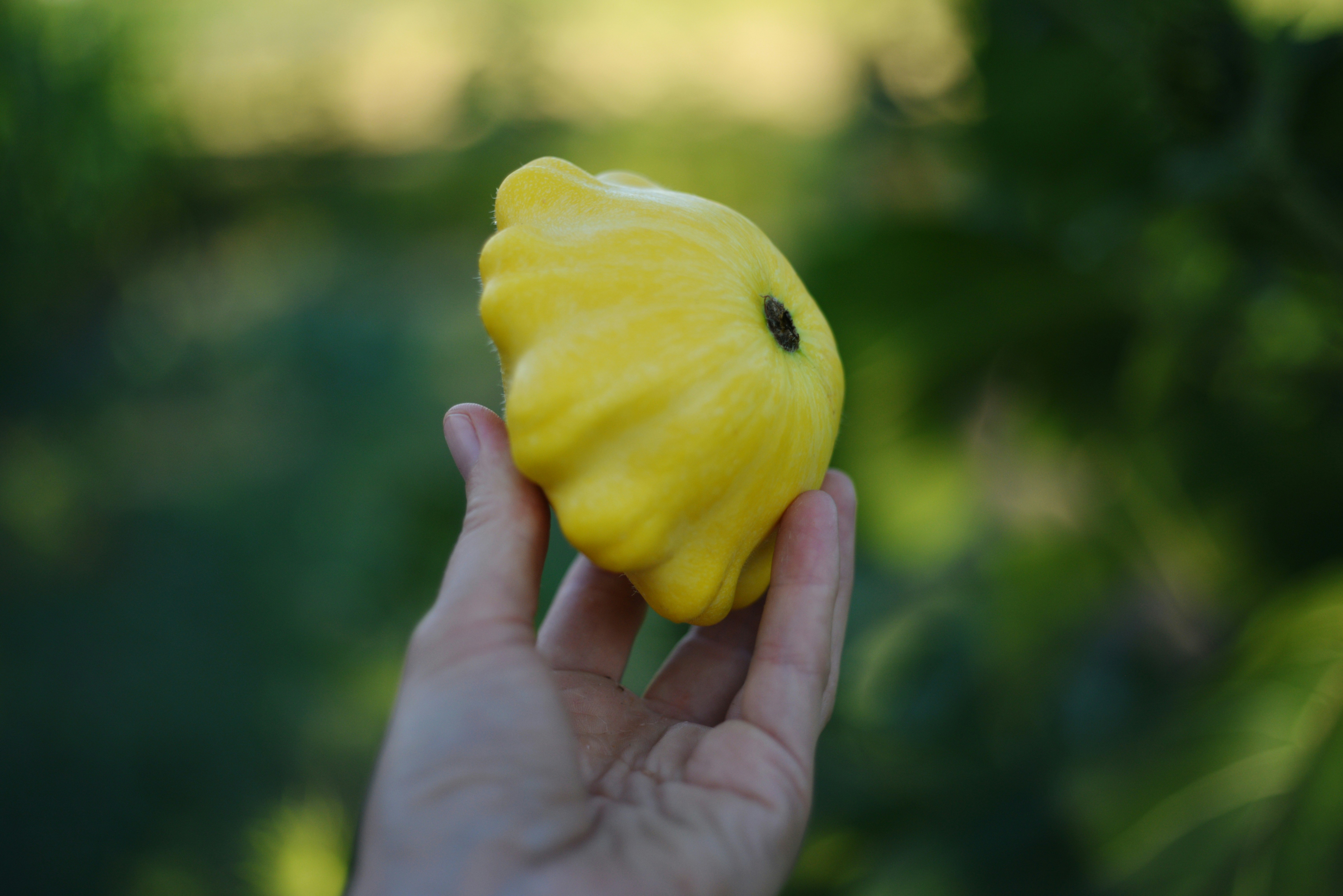 Harvested Sunshine: The Golden Squash