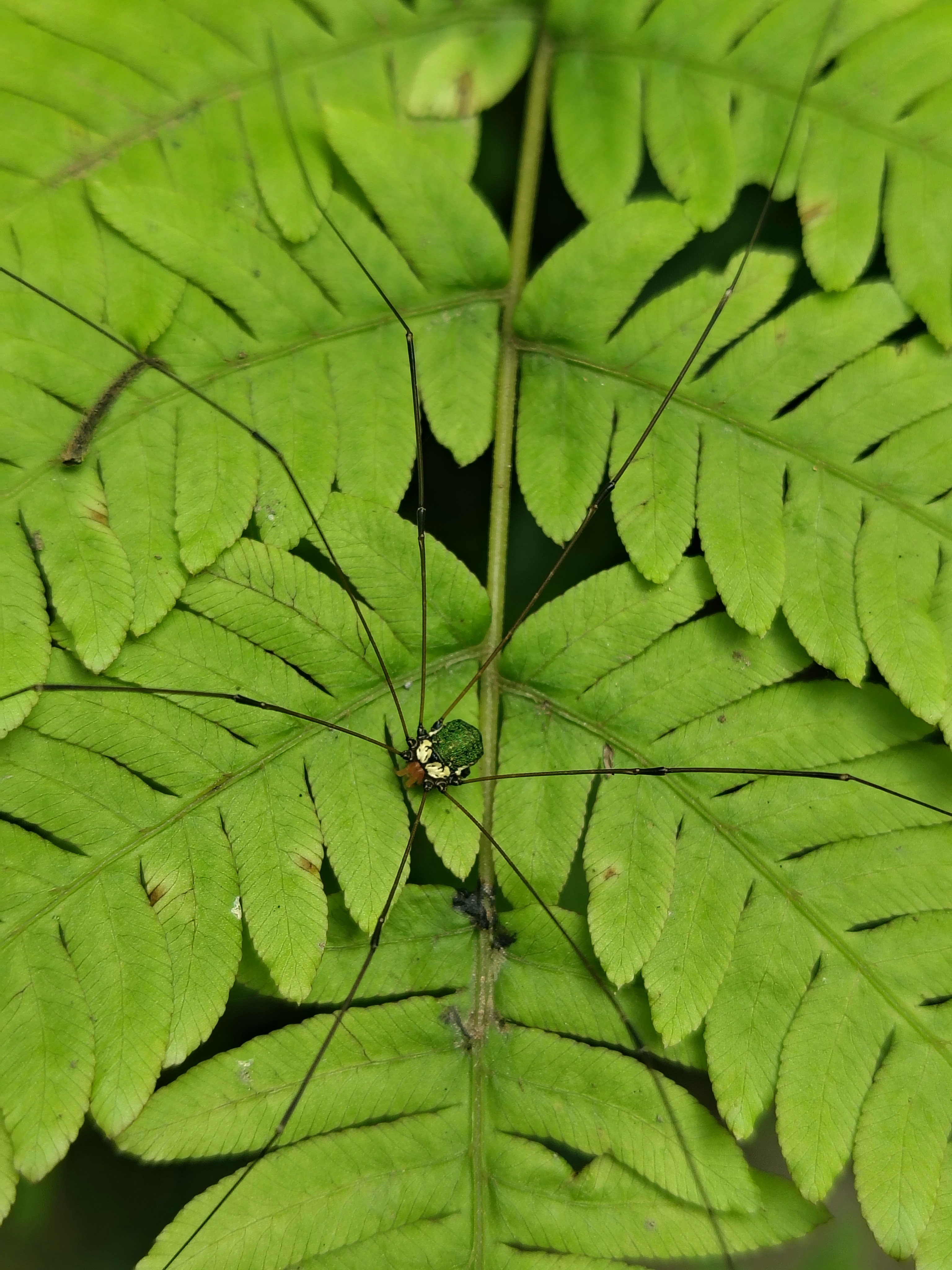 A harvestman spider rests on a green fern.