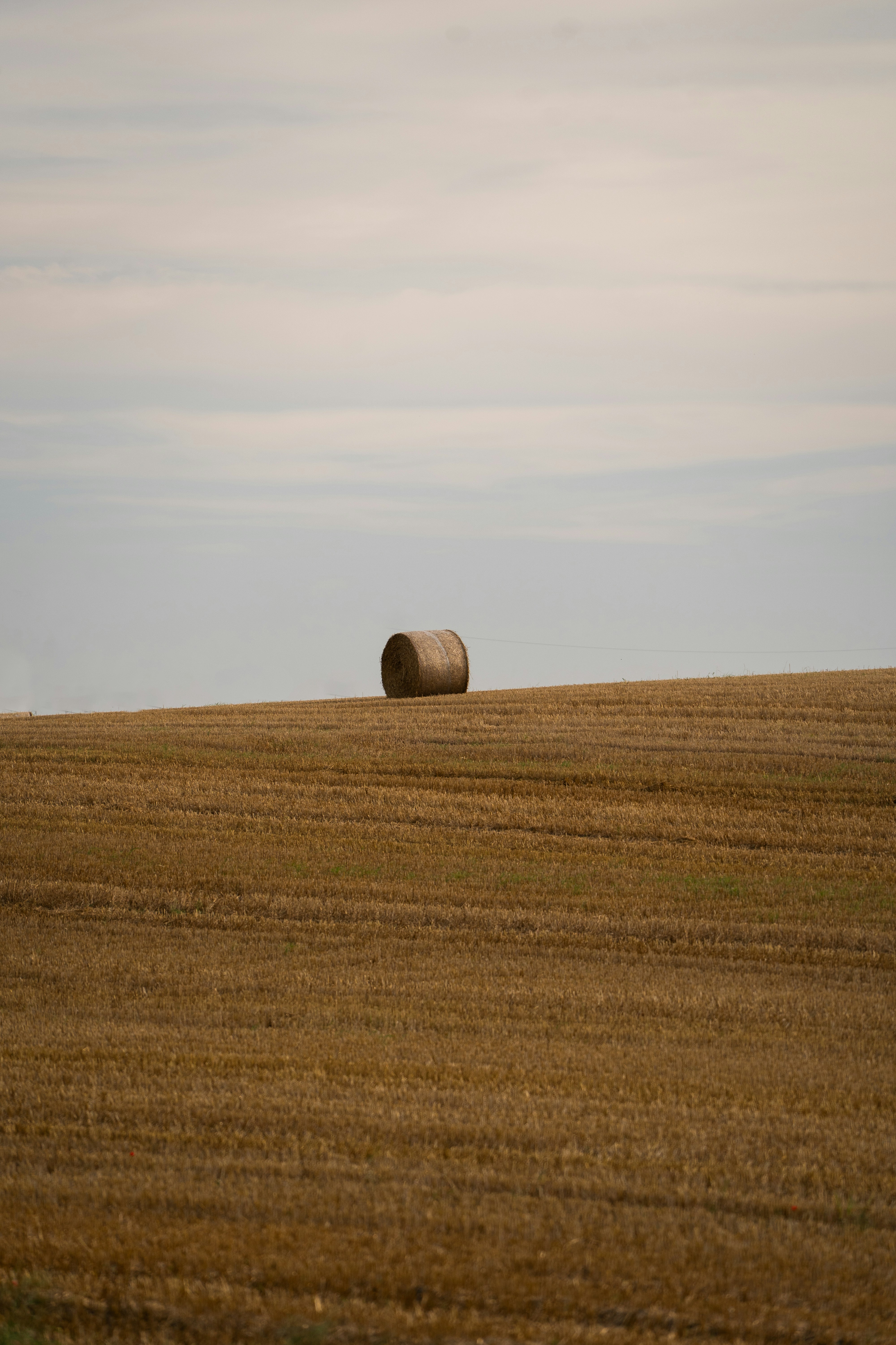 Lonely Sentinel of the Fields