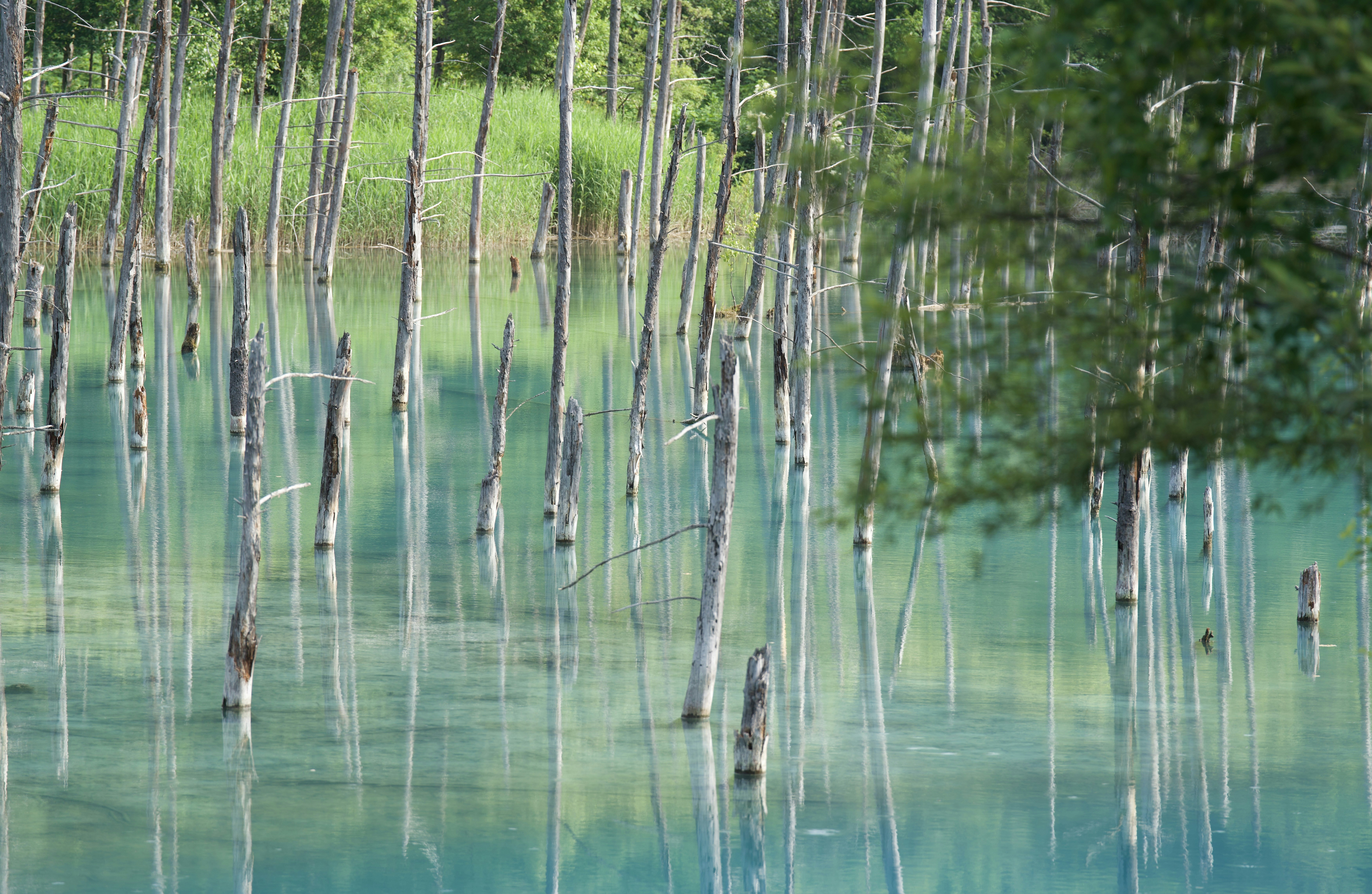 Whispers of the Forgotten Forest