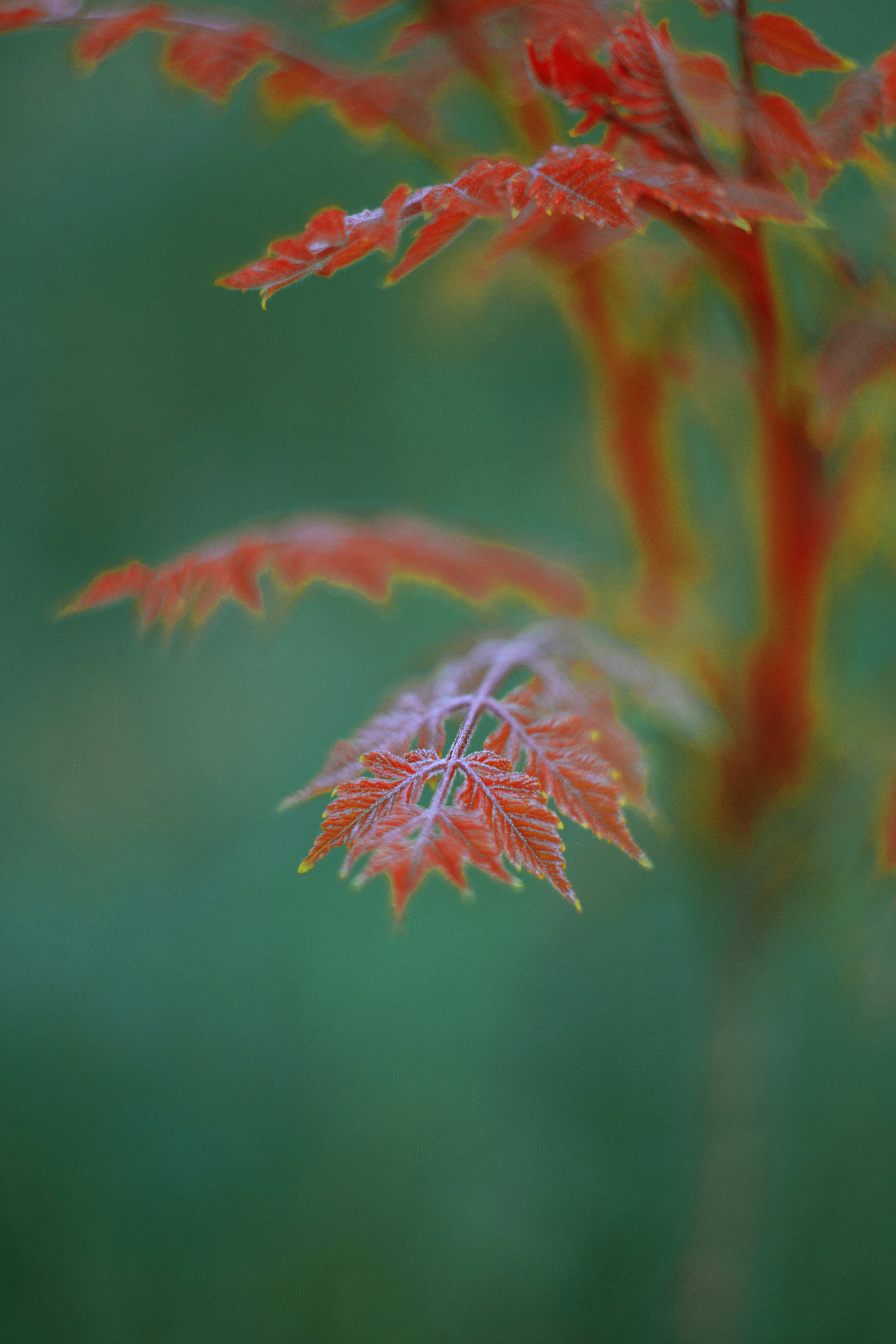Whispers of Autumn: A Leaf's Tale