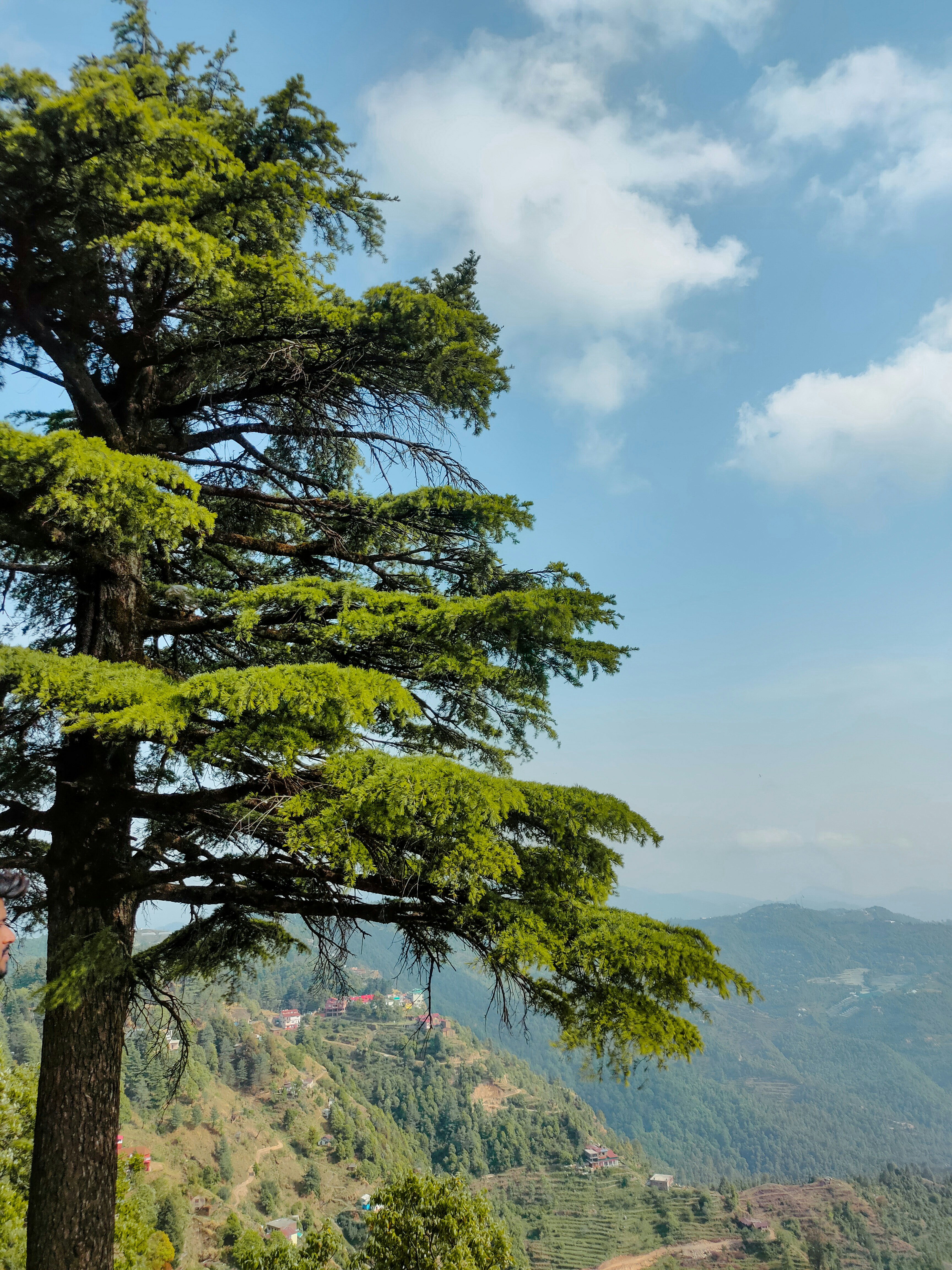 Verdant Sentinel Framing a Terraced Valley