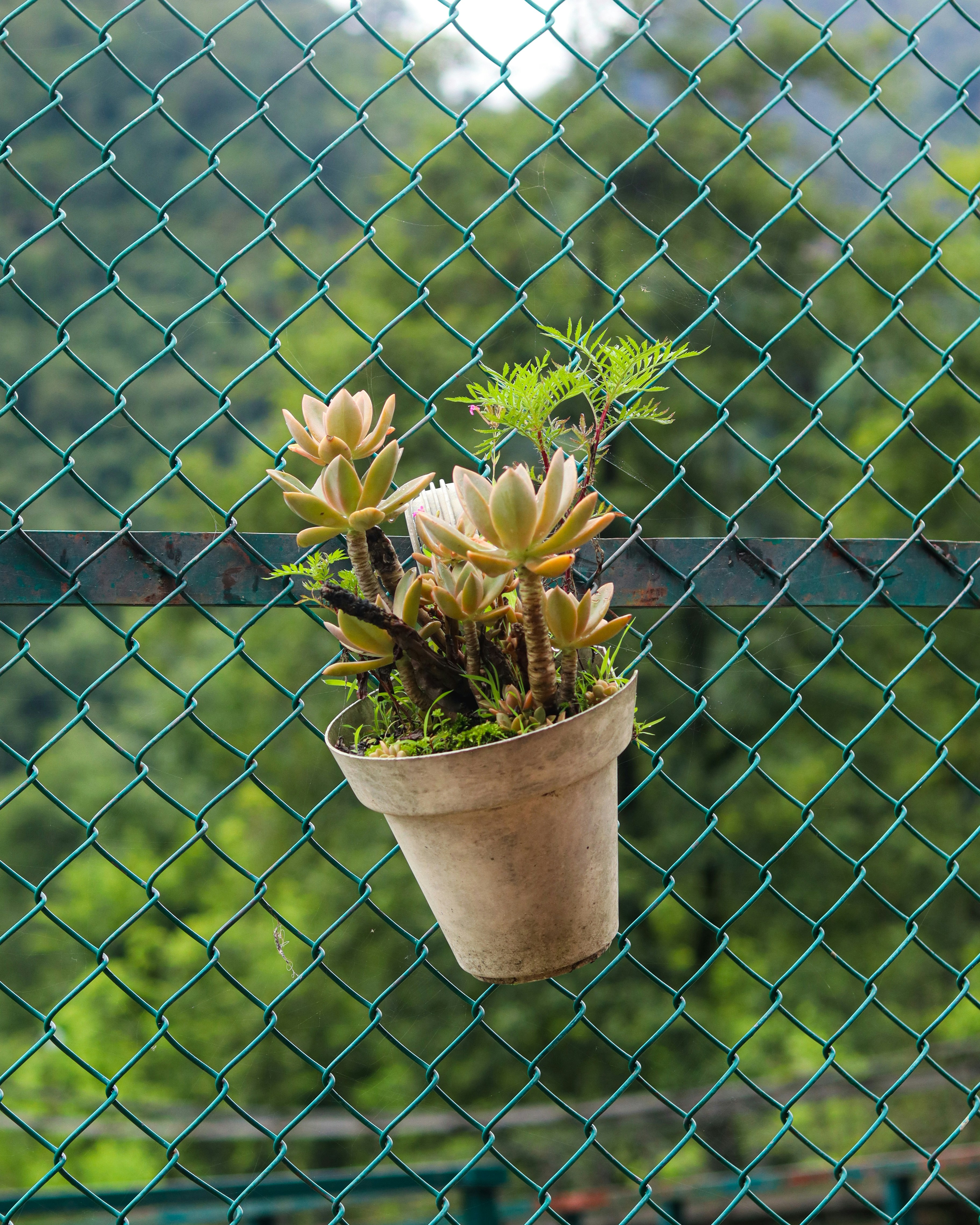Nature's Resilience: A Potted Oasis on a Chain Link Canvas
