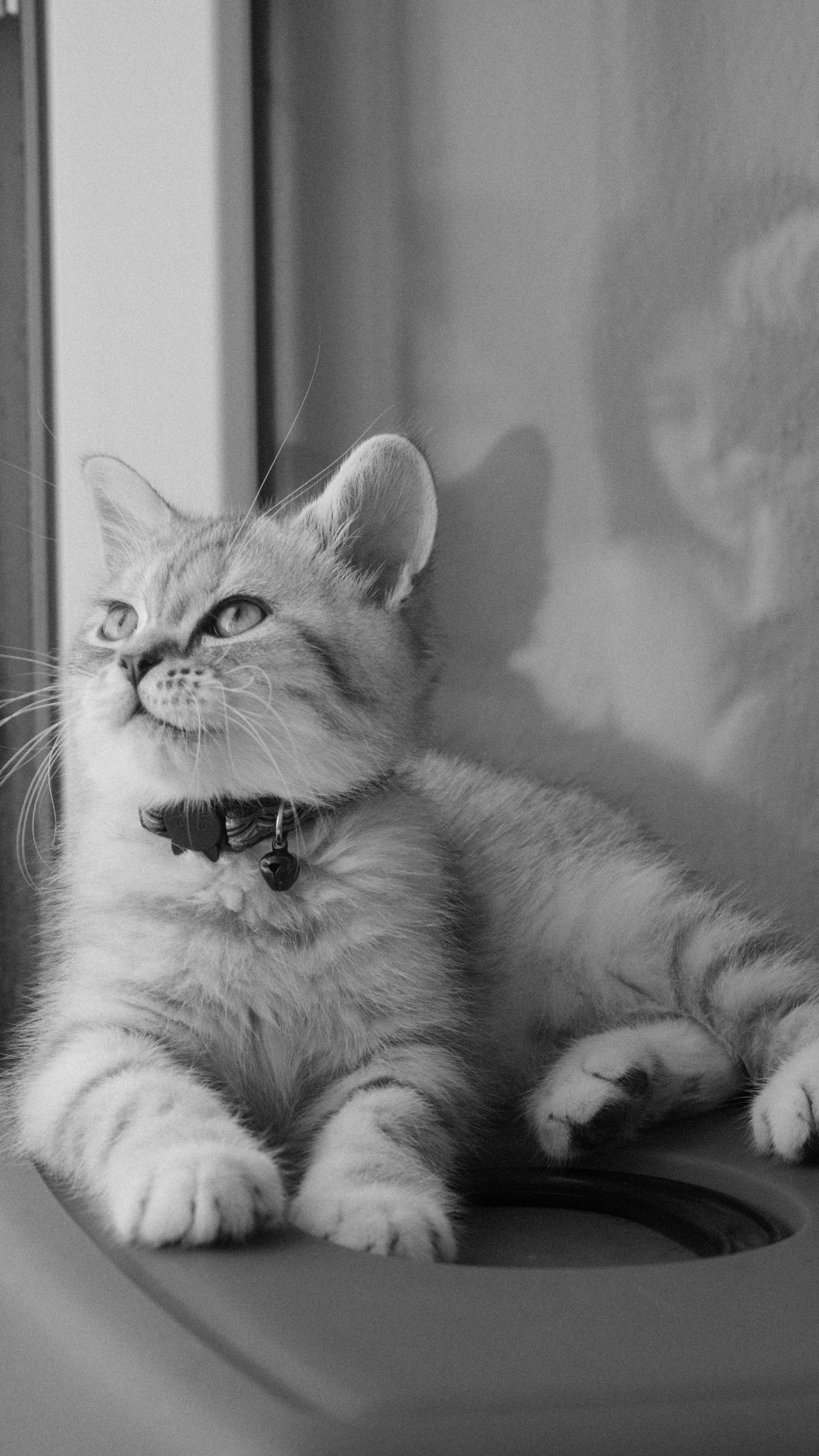 Whiskered Serenity: A Moment of Contemplation