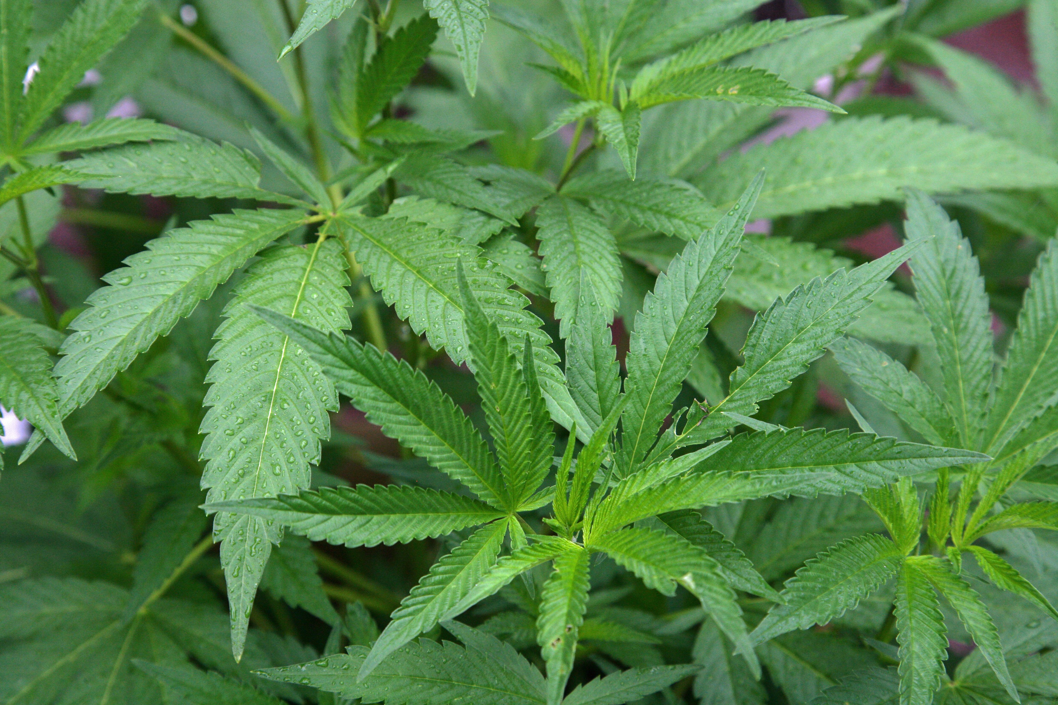 Photo by David Trinks with Canon EOS-1Ds Mark II