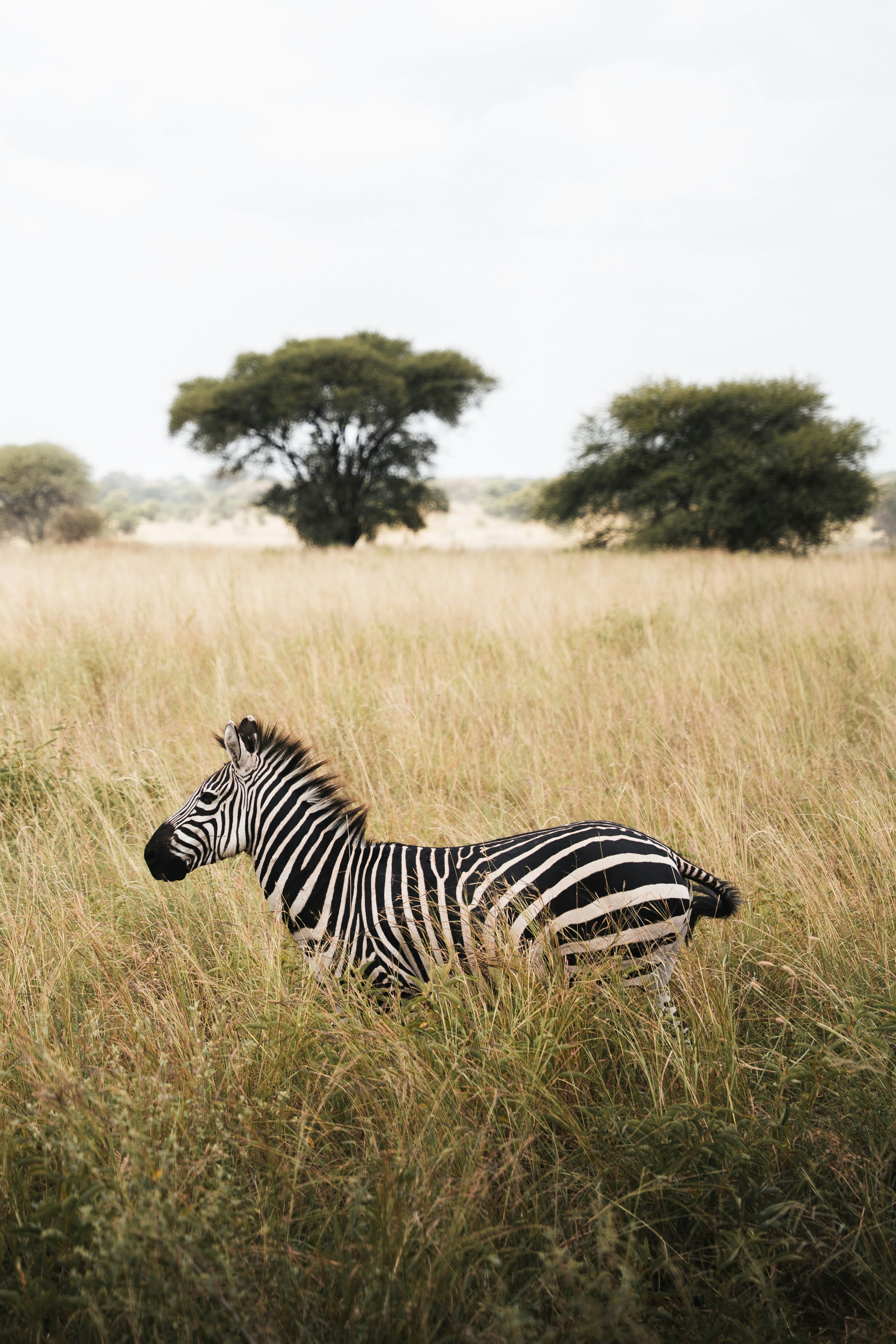 A zebra stands gracefully in the african savanna. photo – Free Travel ...