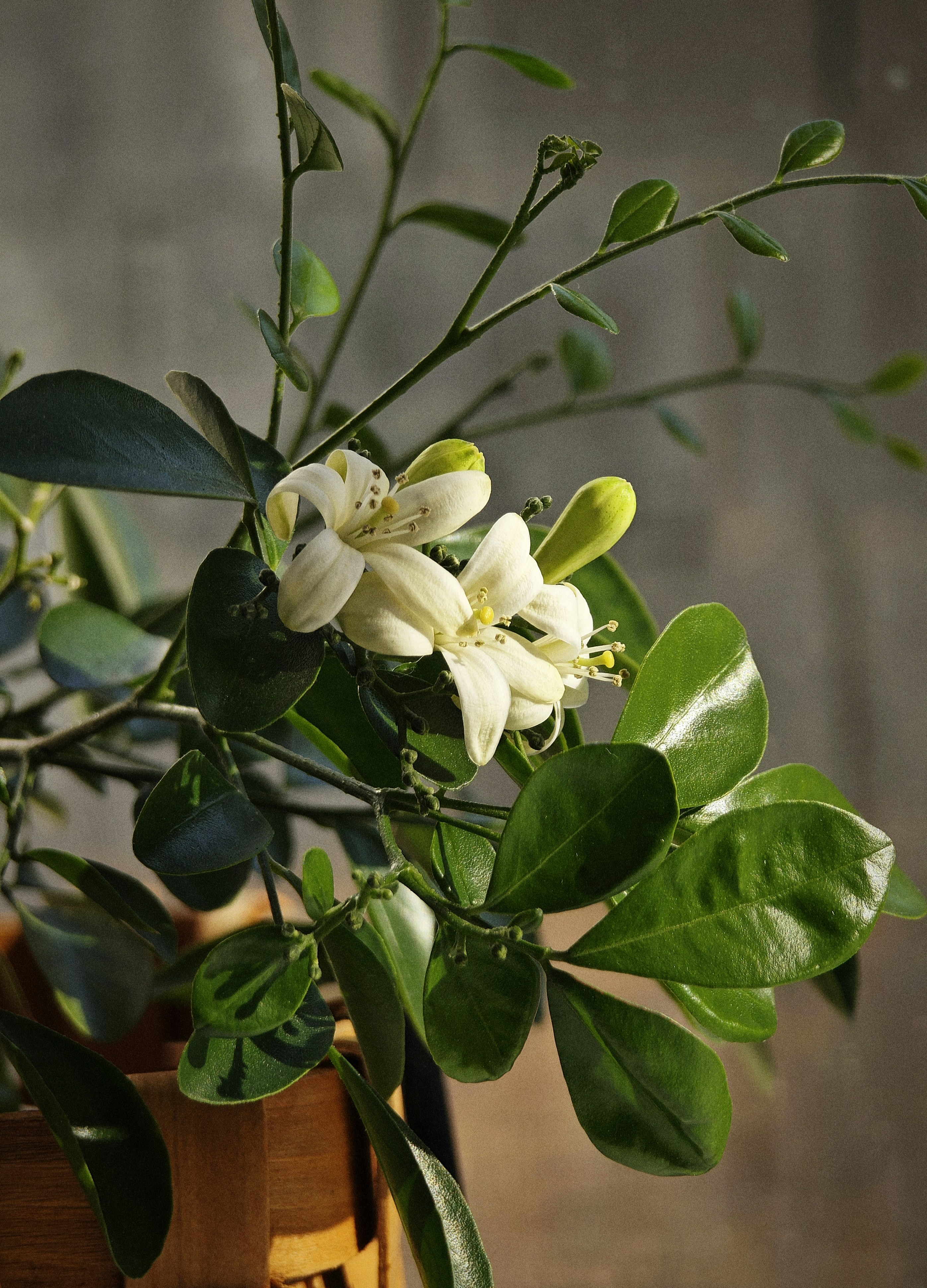 White flowers emerge from glossy green leaves in a wooden pot, with a muted background. A close botanical composition focusing on the cluster of blooms.