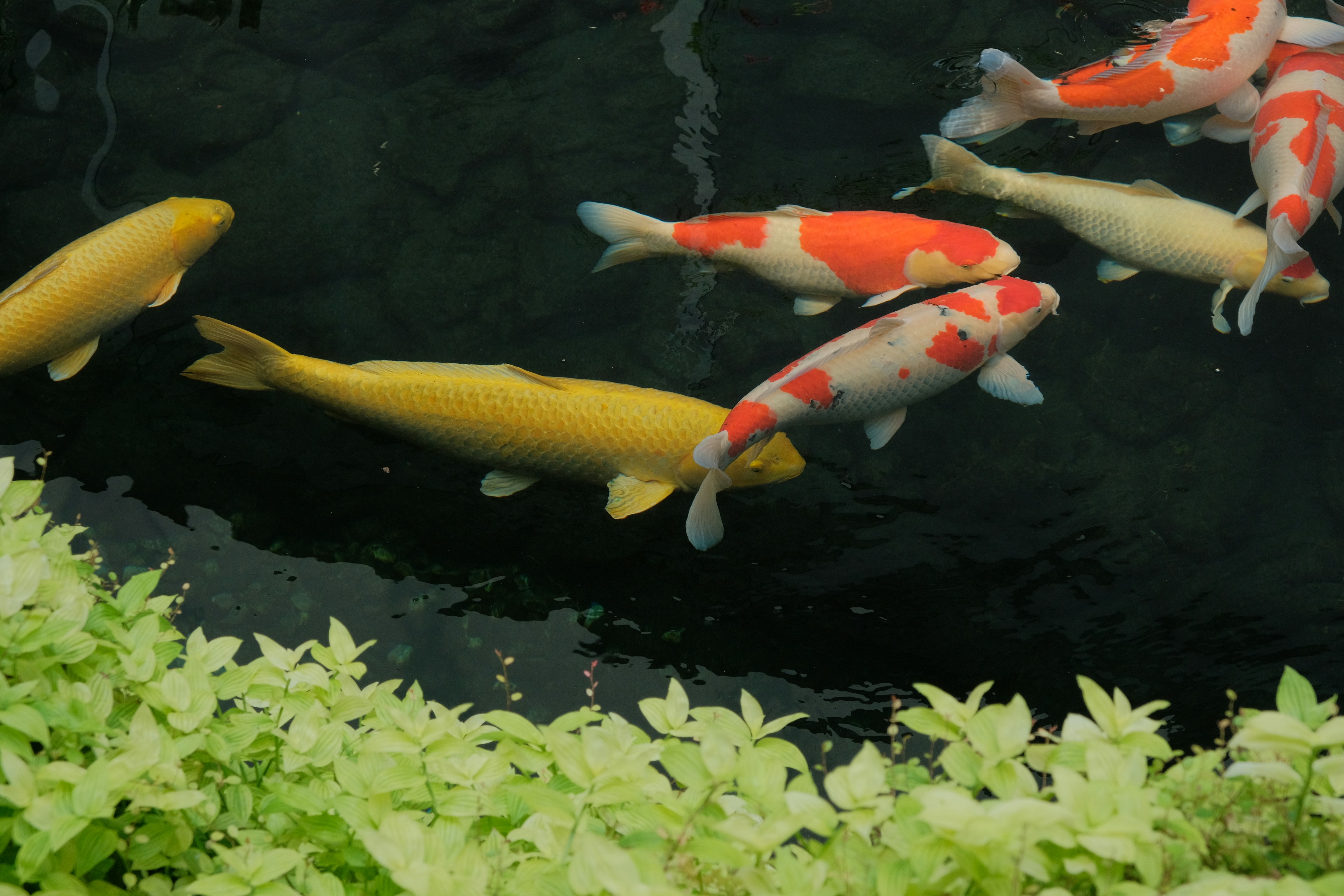 Harmony Beneath the Surface: A Koi Encounter