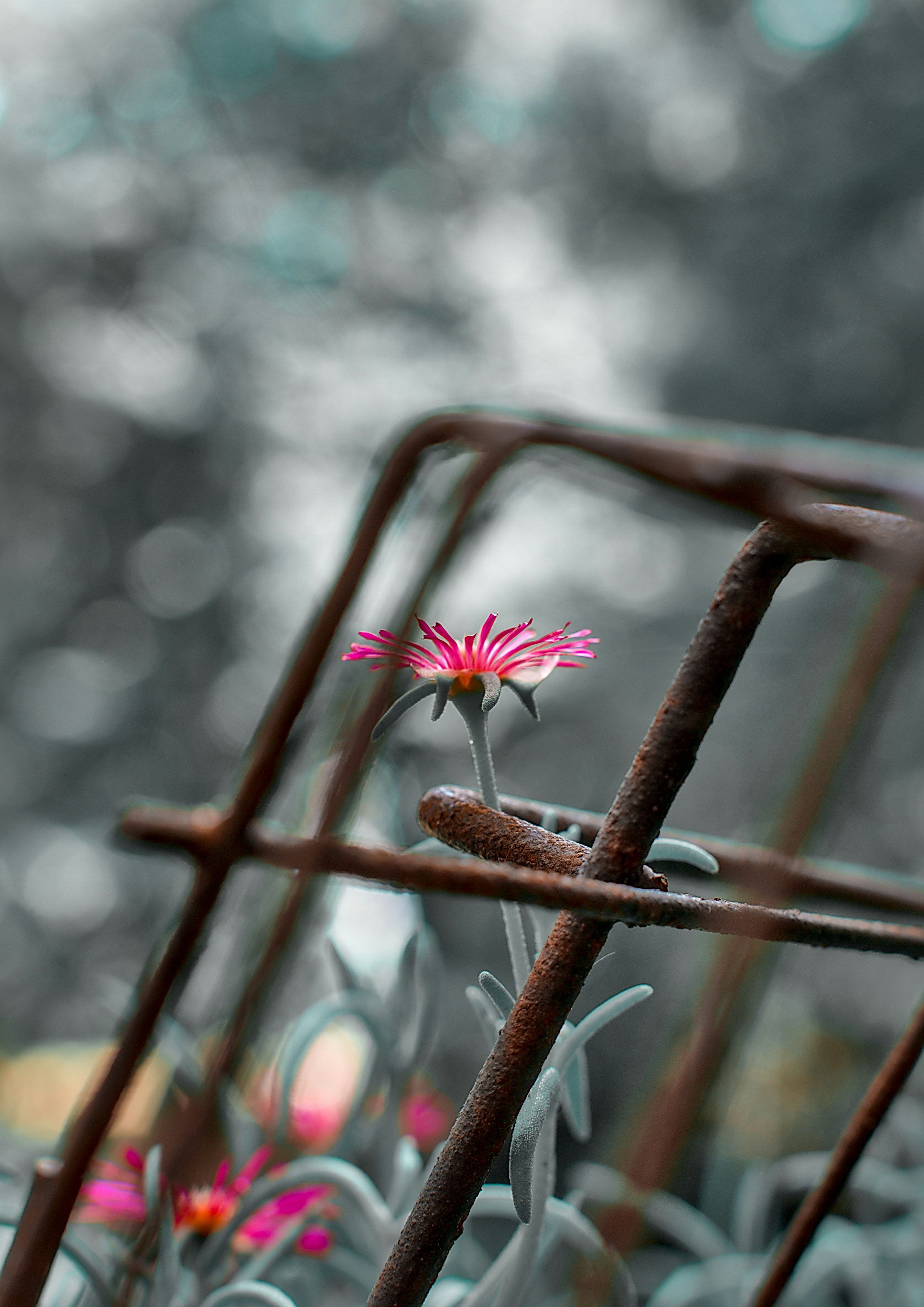 Rust and Bloom: Pink Flower Breaching a Weathered Iron Lattice