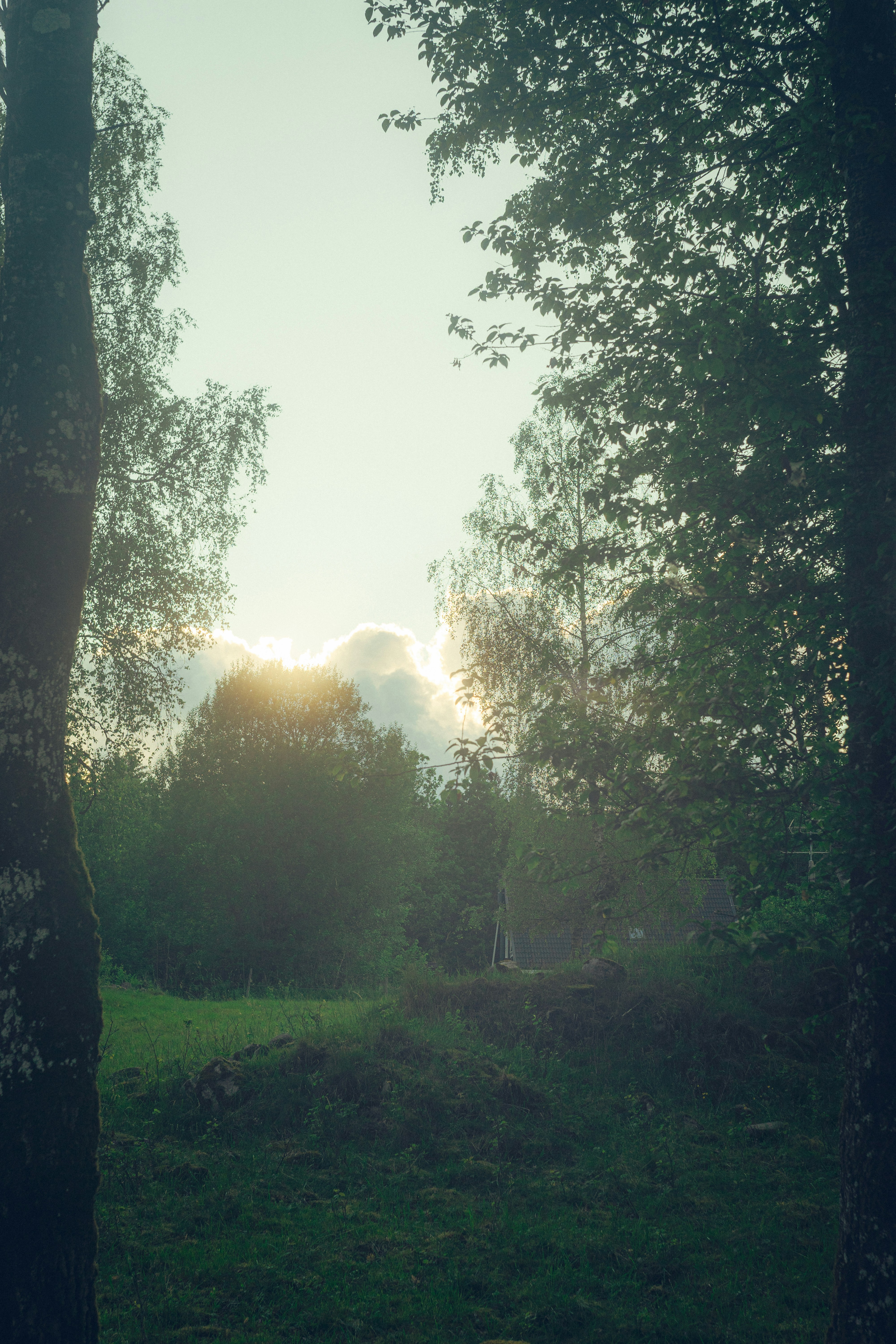 Sun peeks through the trees in a forest.