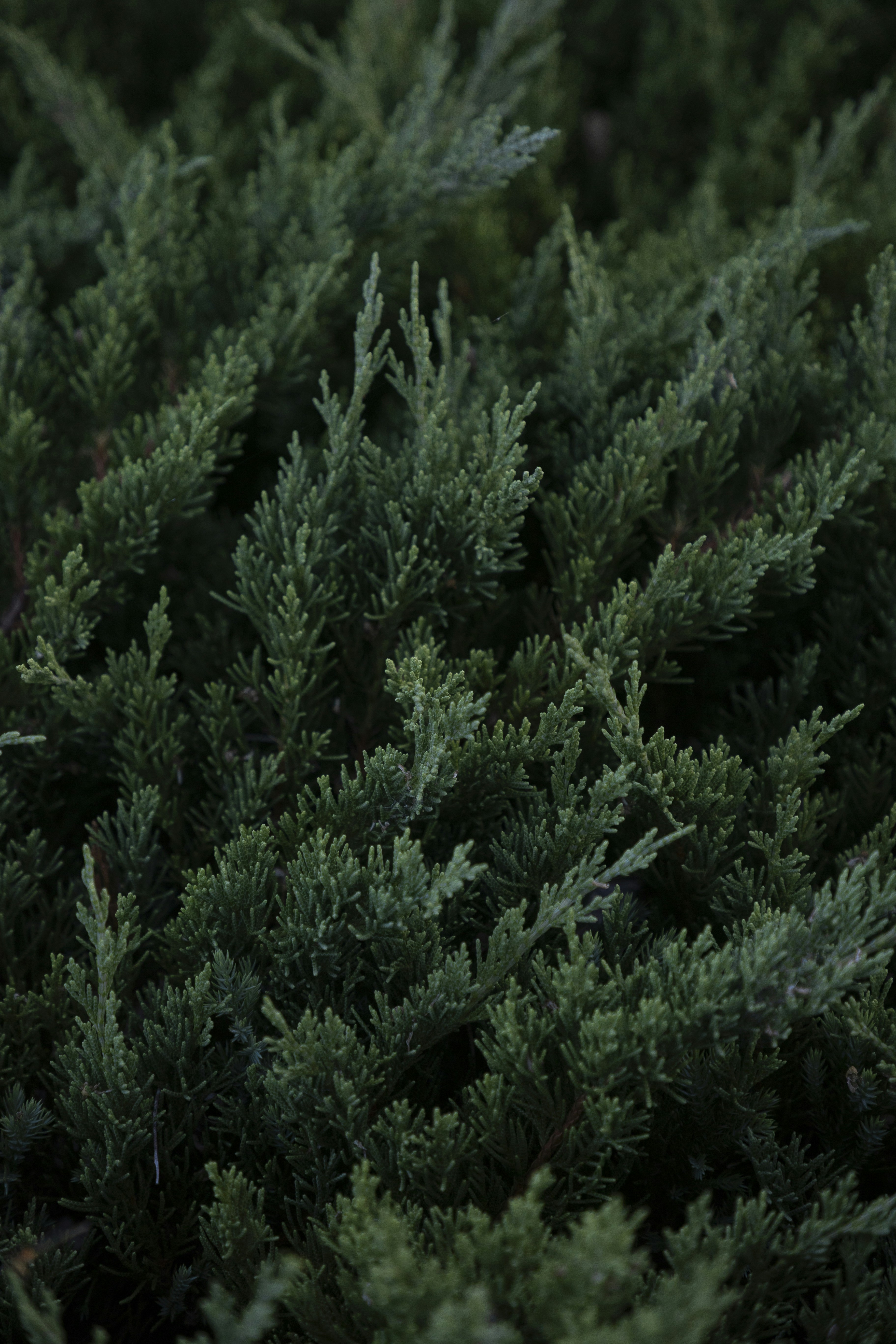 Photo by Gaku Suyama with Canon EOS R6