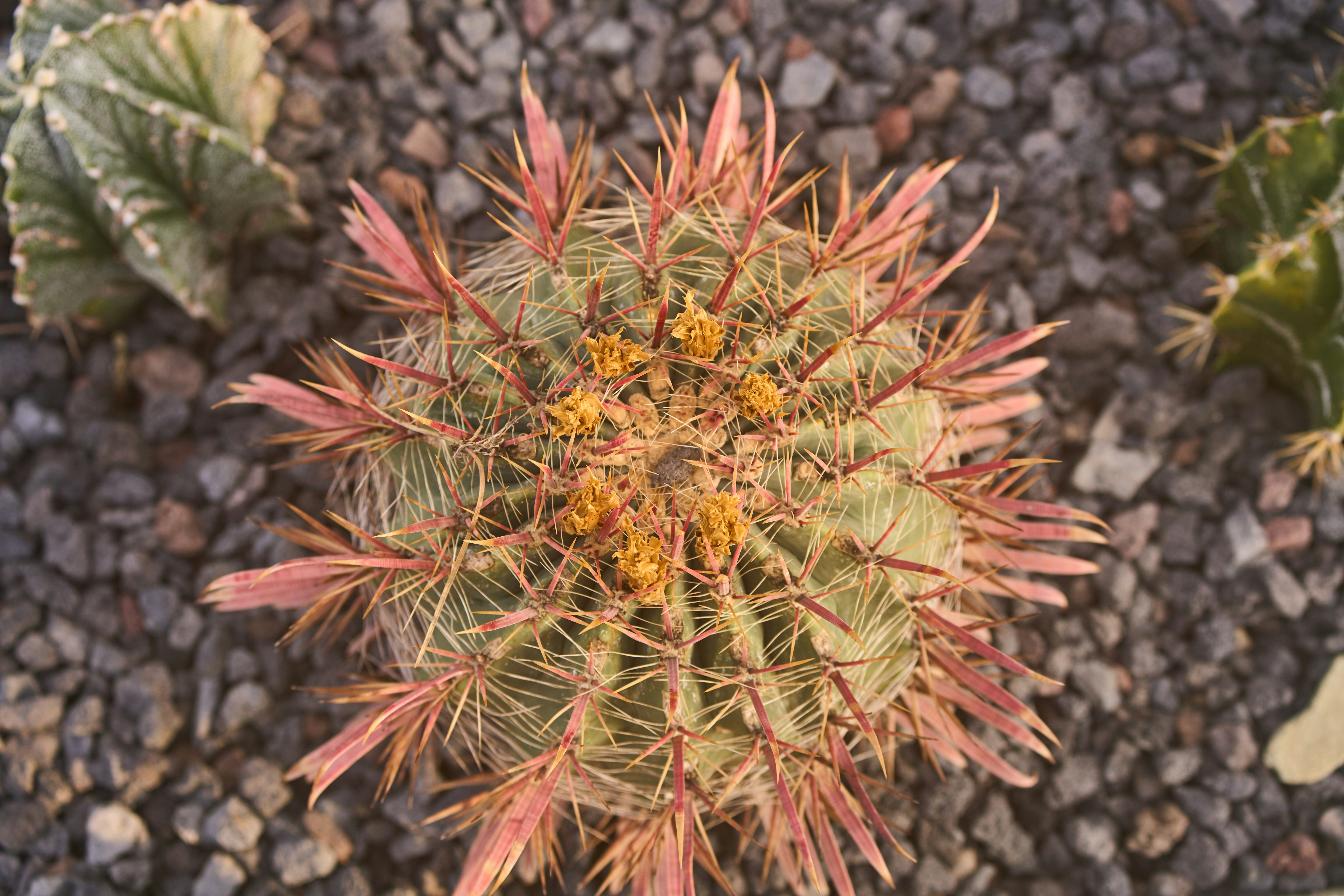 Nature's Spiky Crown: The Resilient Cactus
