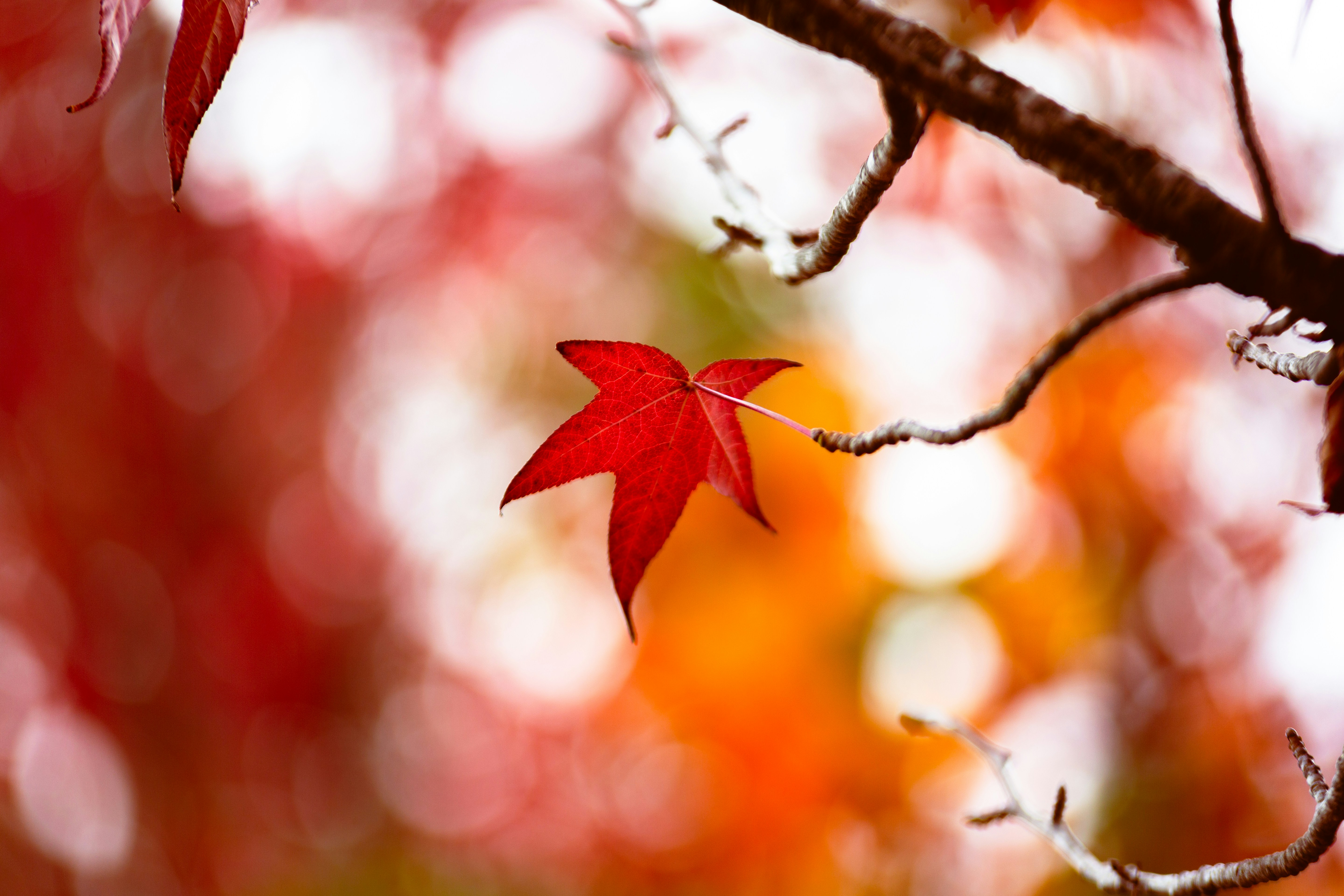 Sinan Khan (@sinandoesphotography) | Komunitas Foto Unsplash