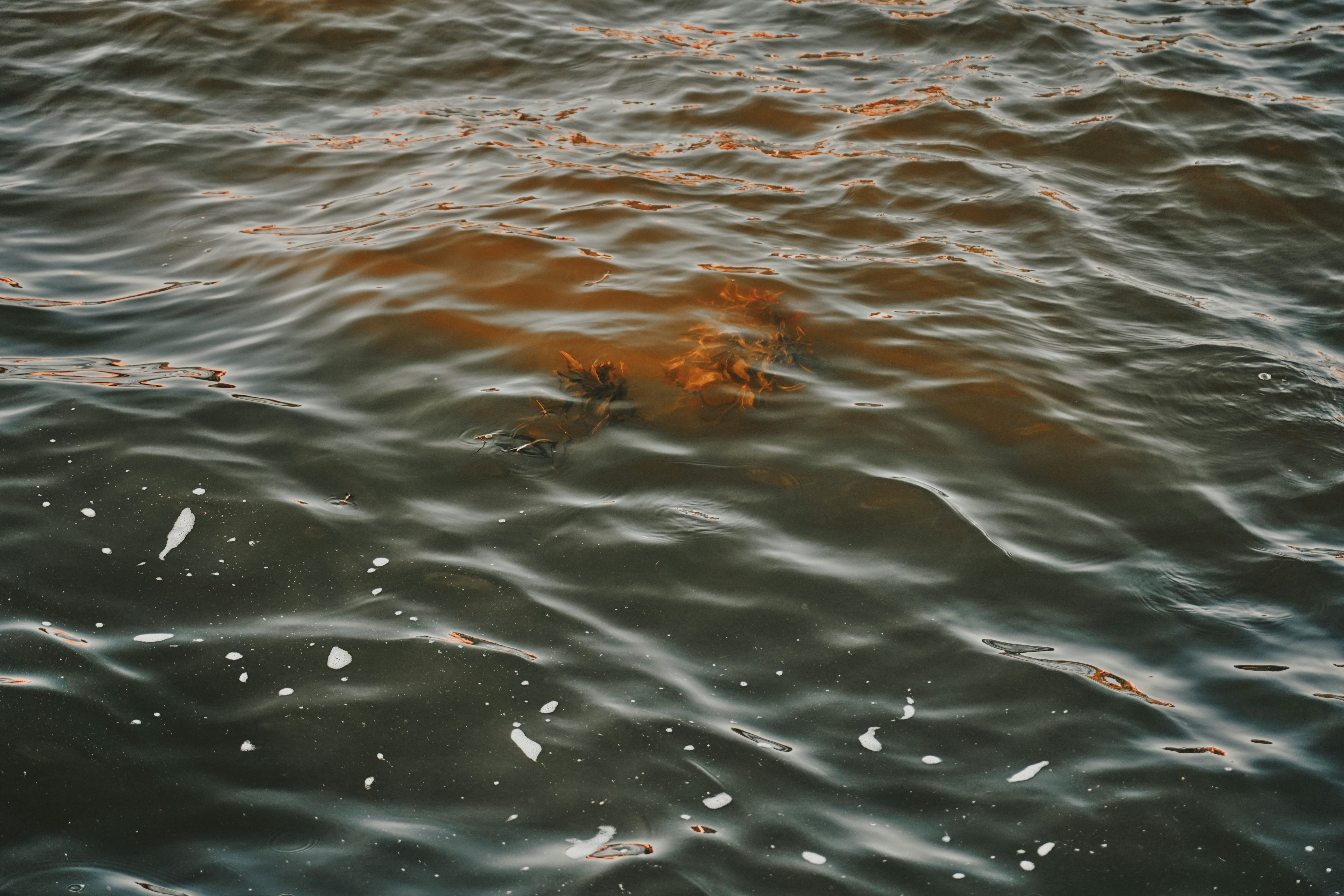 Whispers of the Deep: A Dance of Light and Water