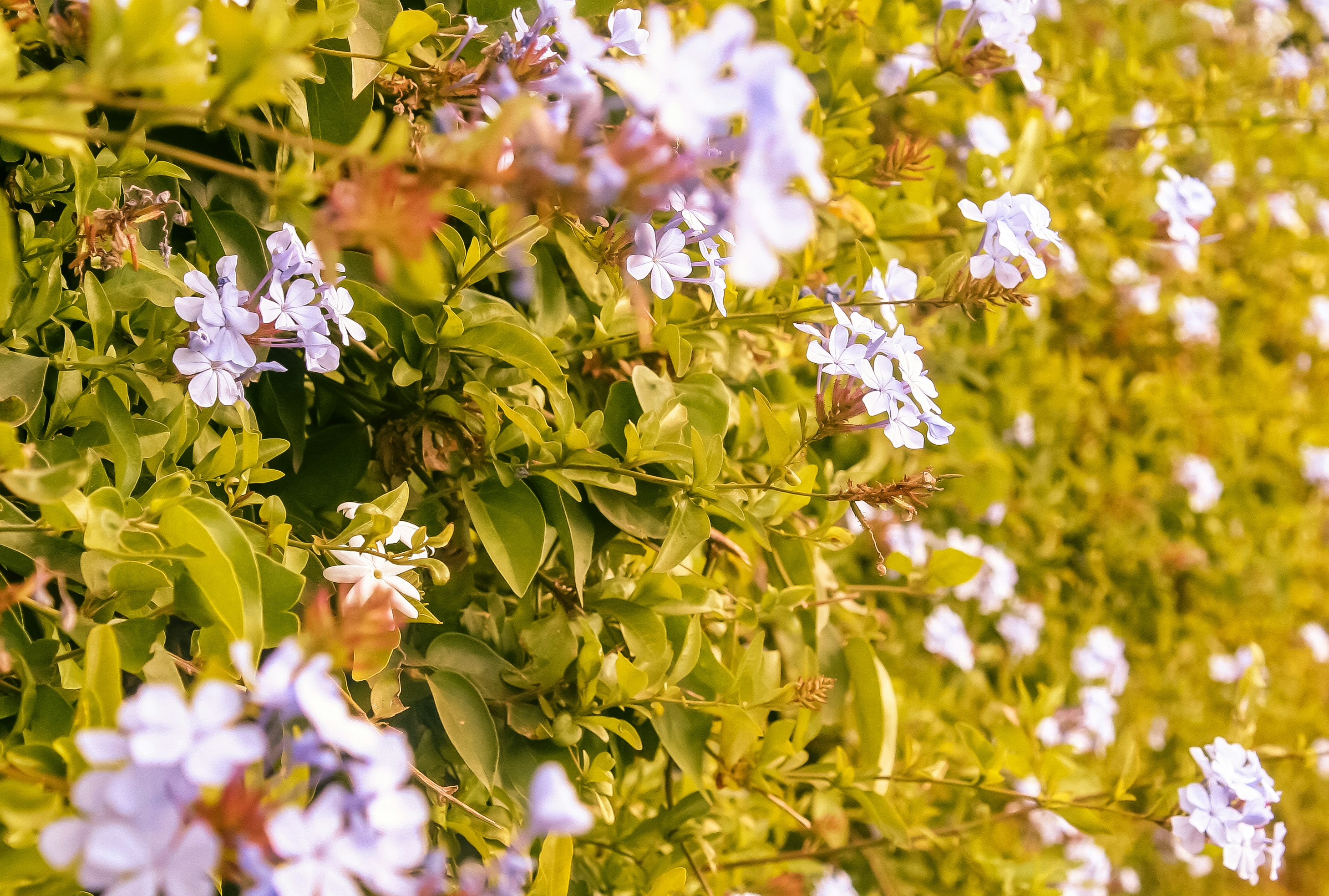 Whispers of Spring: A Floral Embrace