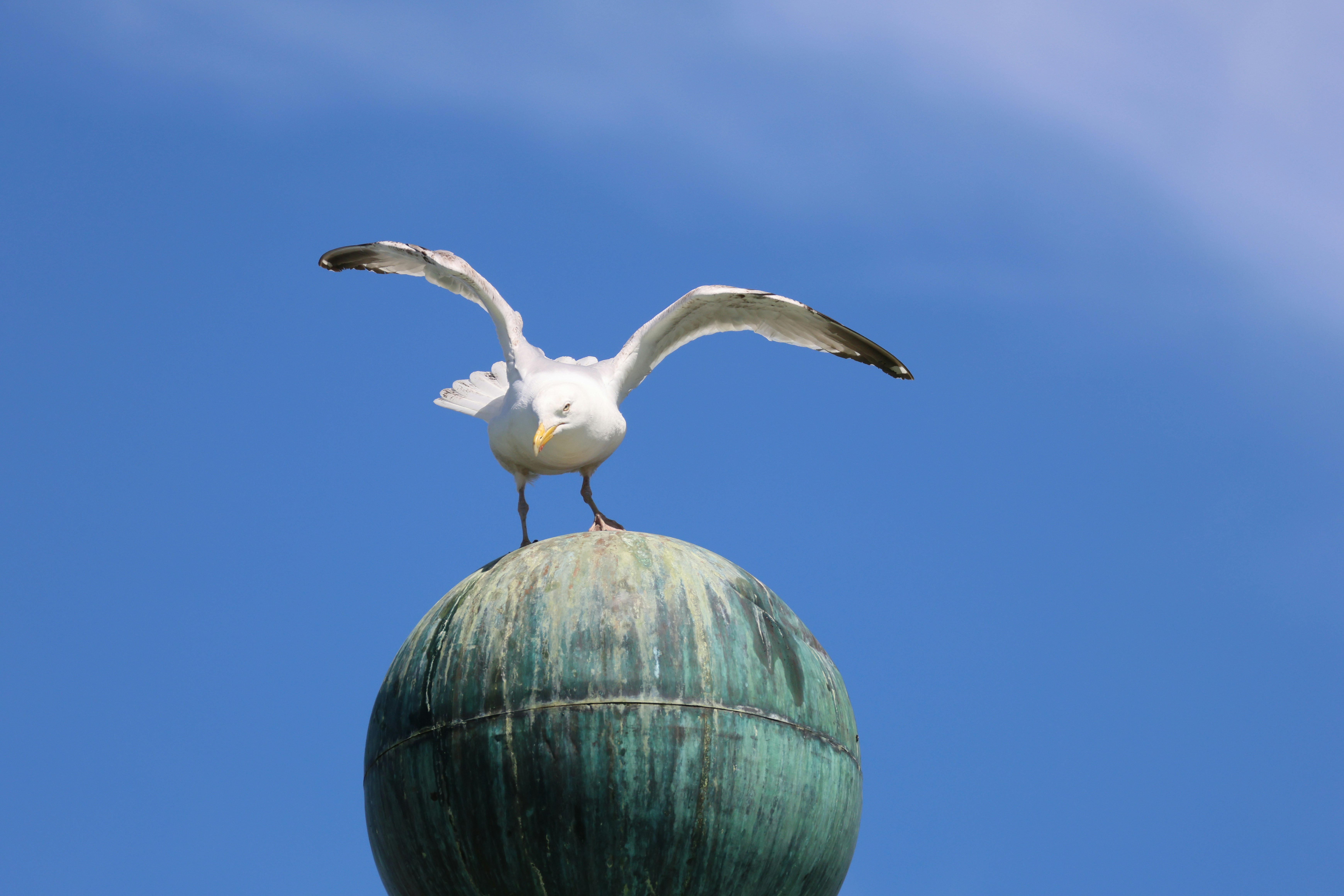 A seagull spreads its wings while standing atop a weathered green globe against a clear blue sky.