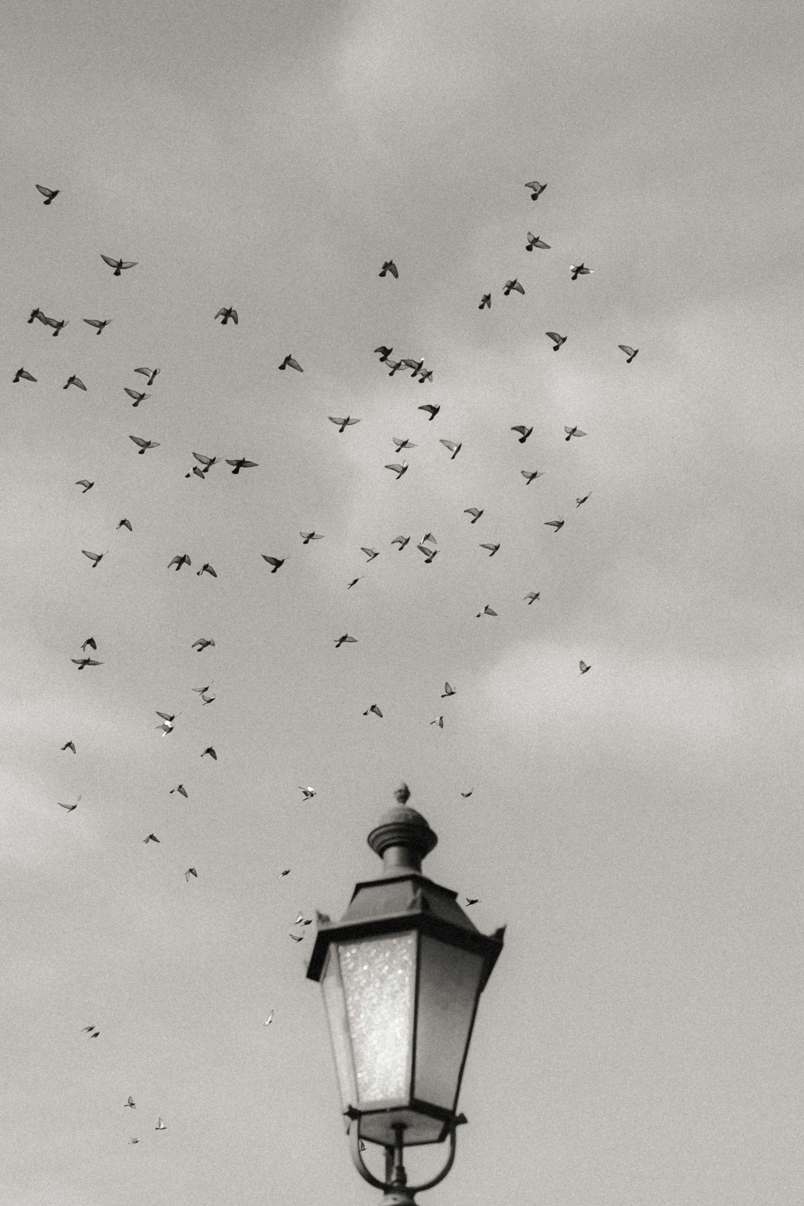 Symphony of Flight Beneath the Lantern