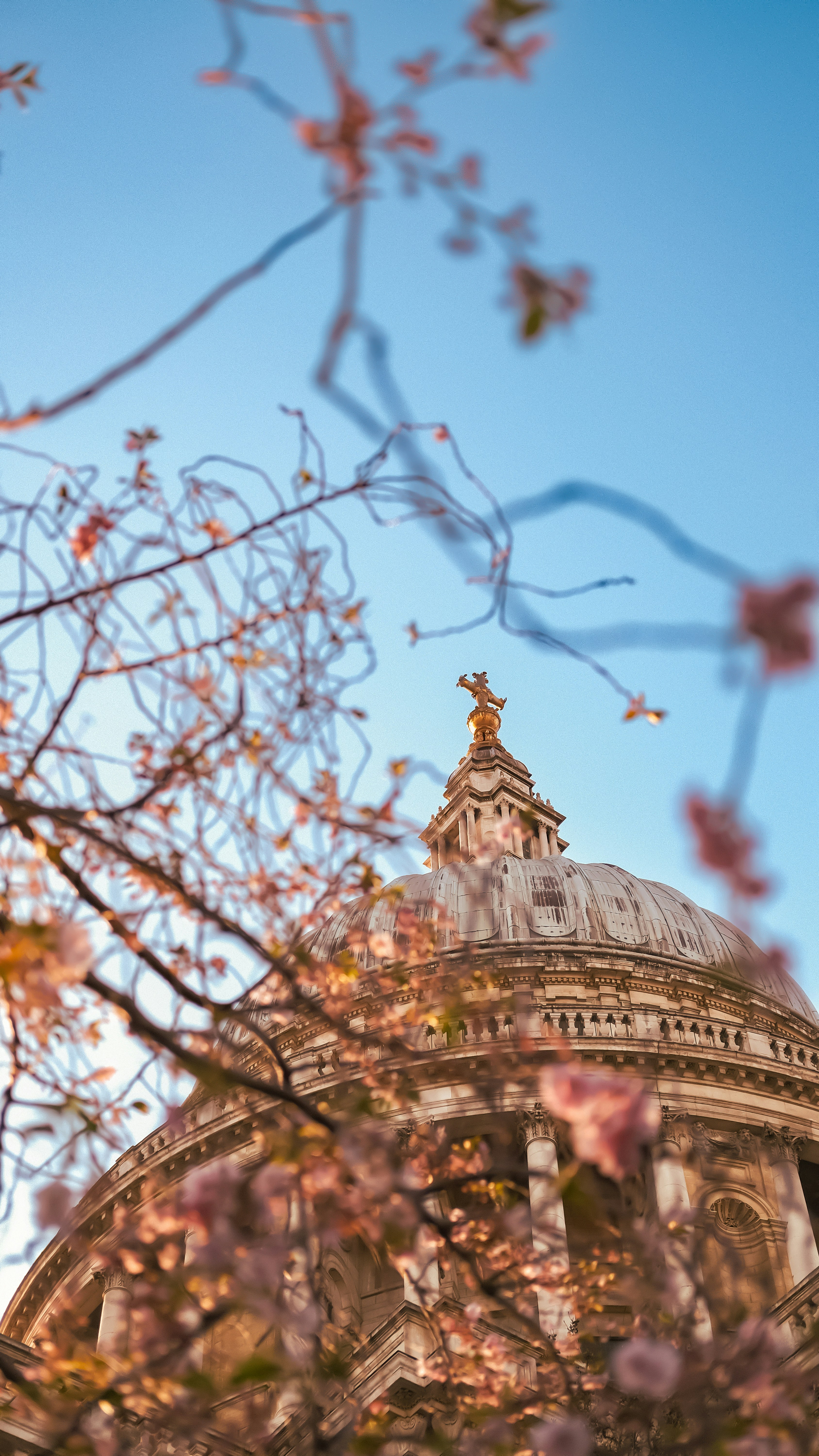 Blossom frames st. paul's cathedral.