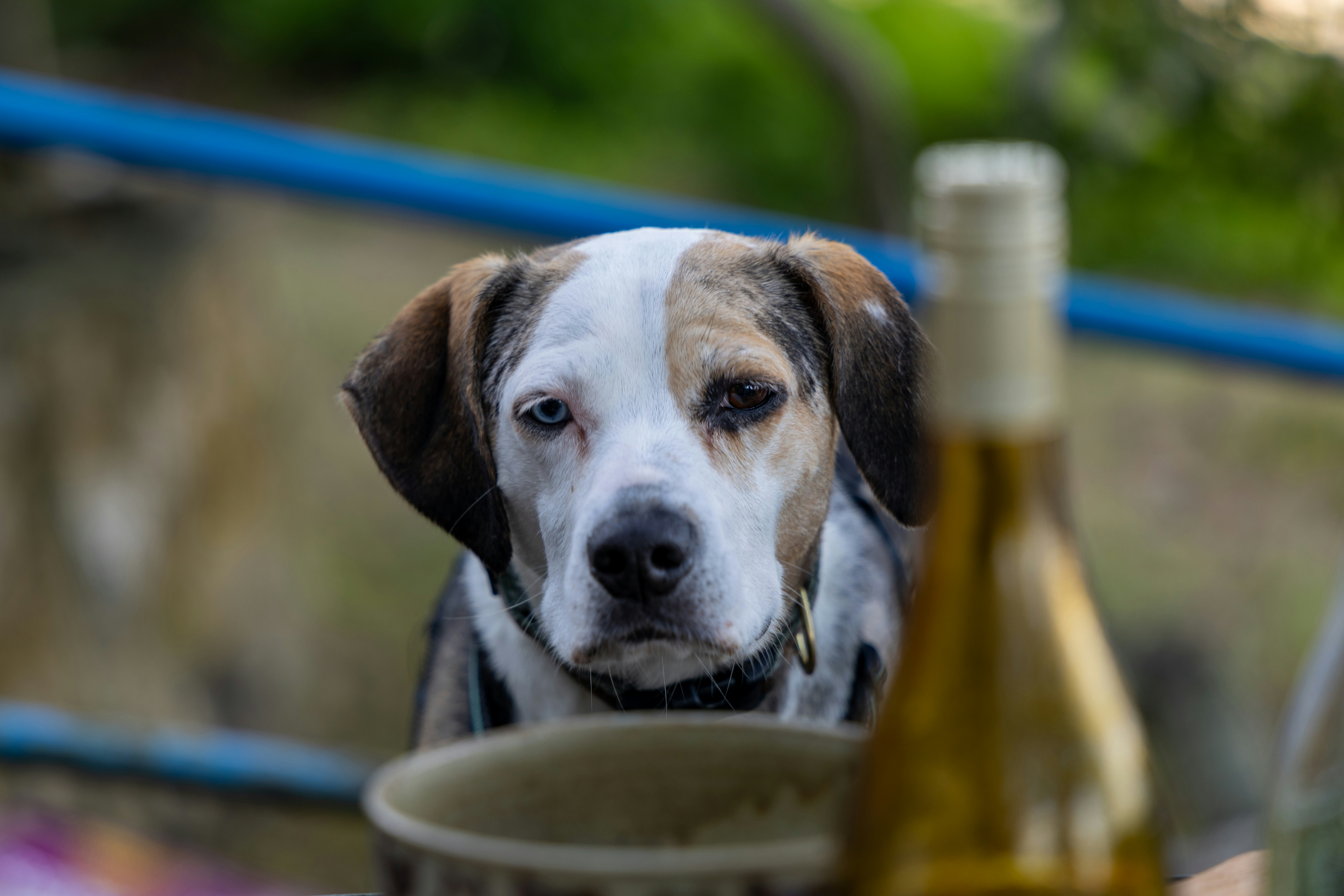Dog looks intently at the camera, with a bottle nearby.