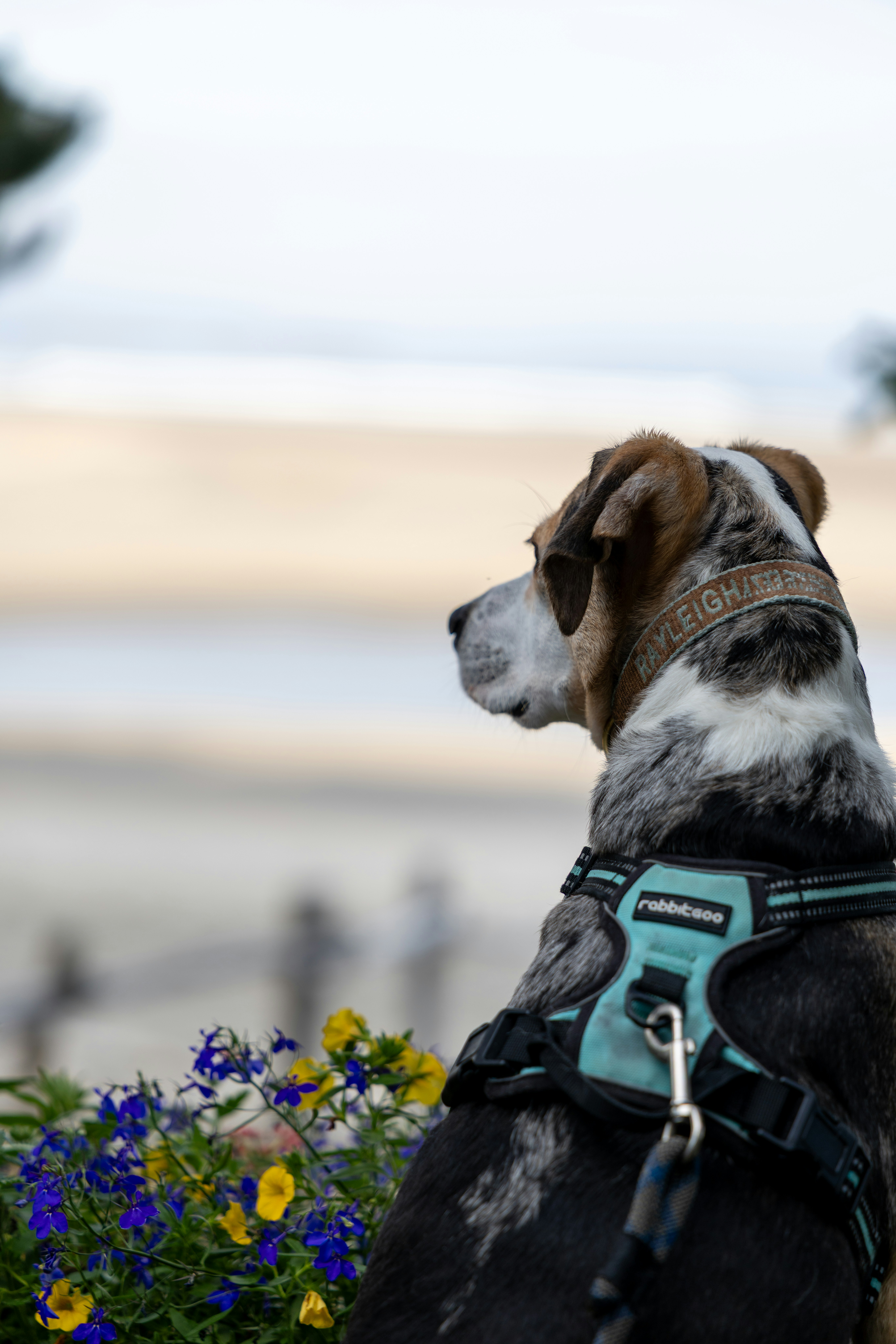 Coastal Gaze: A Beagle Beside Wildflowers and Sea