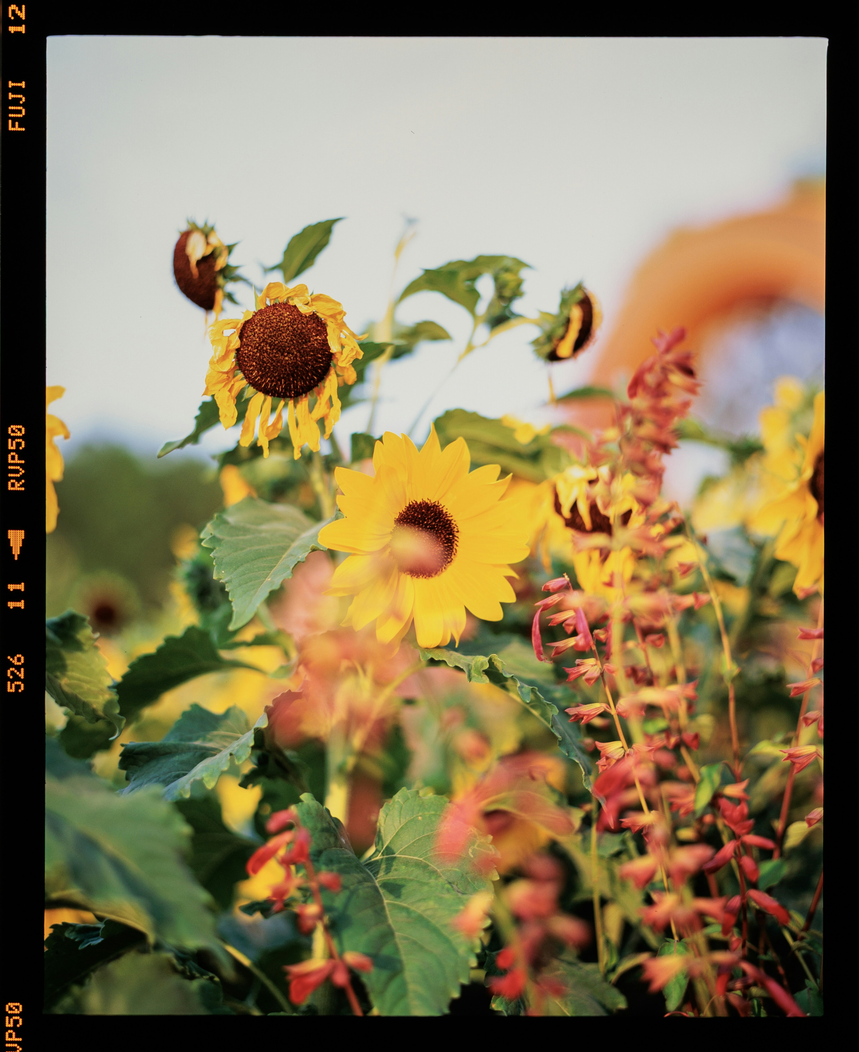 🎞️ Fujichrome Velvia 50 [RVP 50]｜🧪 Kodak E-6 (Single-use kit)｜🖨️ EOS R6 + RF 100mm f/2.8L Macro｜📷 Pentax 67 + SMC Pentax 67 105mm 1:2.4