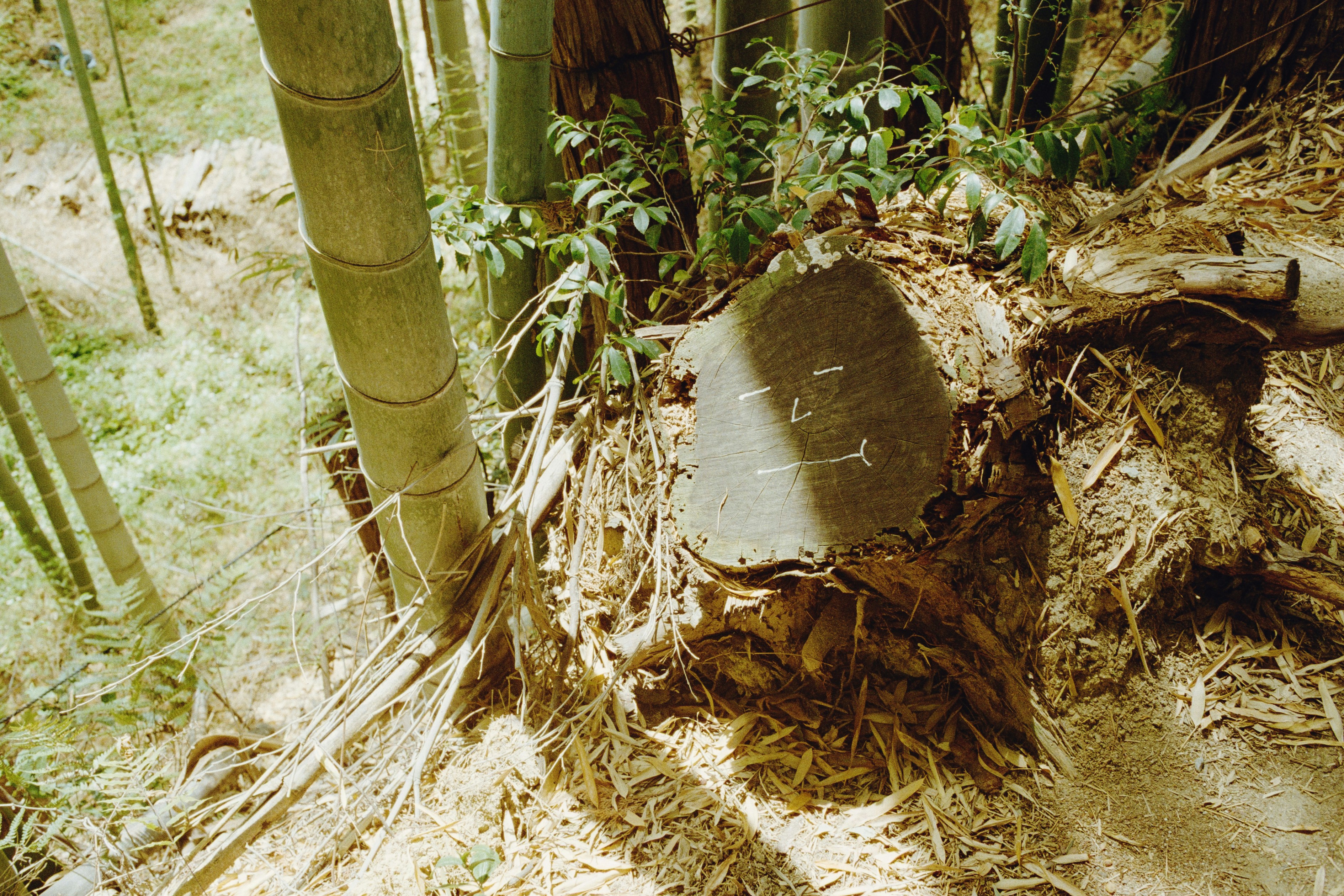 A bamboo stump in a sun-dappled forest.