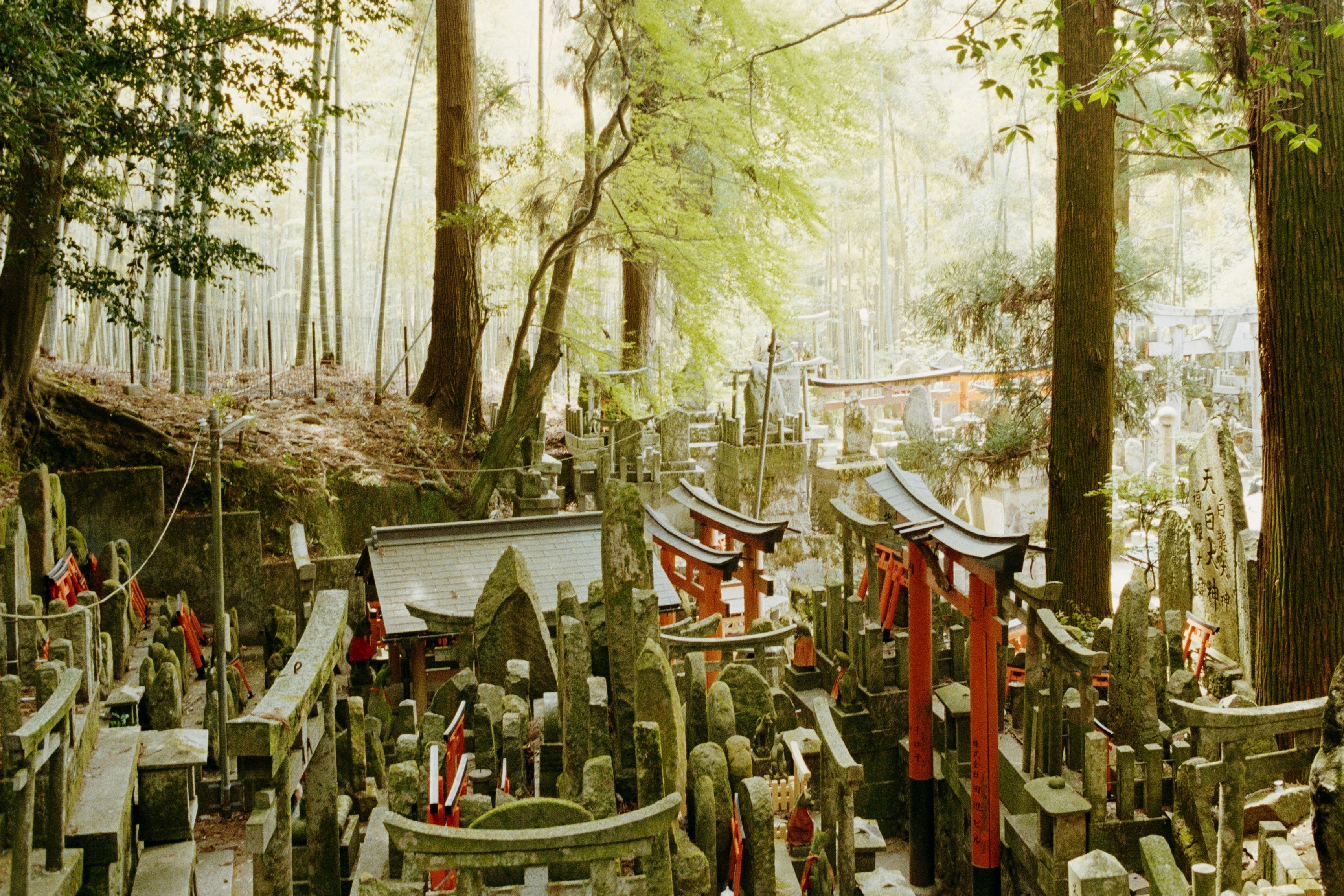 🎞️ Alien Film CN400 ProMax｜🧪 Fuji Hunt C-41｜🖨️ EOS R6 + RF 100mm f/2.8L Macro｜📷 Canon New F-1 + FD 35mm 1:2 S.S.C. | Red torii gates and forest scenery.