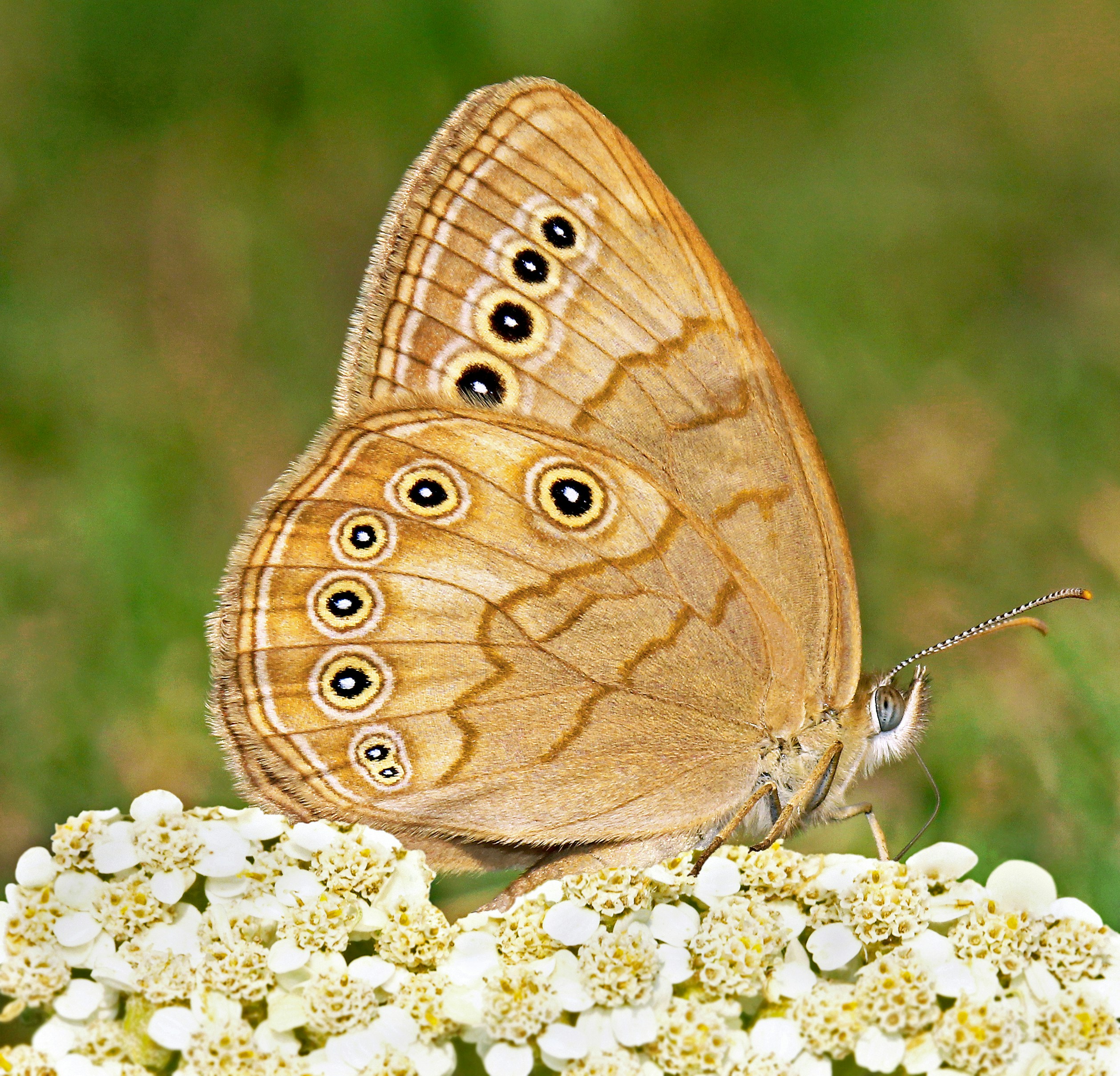 A delicate butterfly perched on a cluster of tiny white flowers, showcasing intricate patterns on its wings. The soft background enhances the butterfly's vivid details.