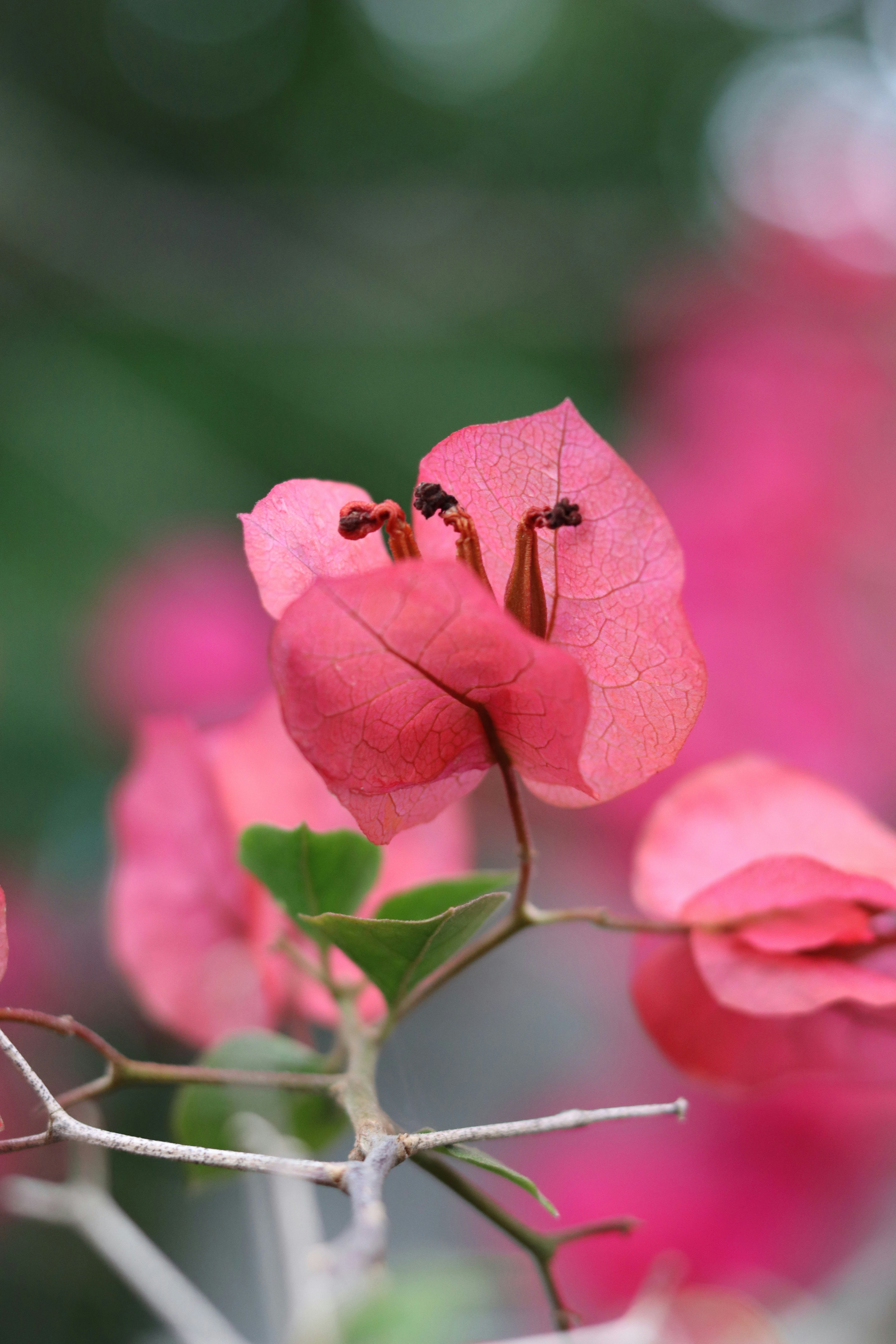 Pink bougainvillea flowers bloom beautifully on the vine.