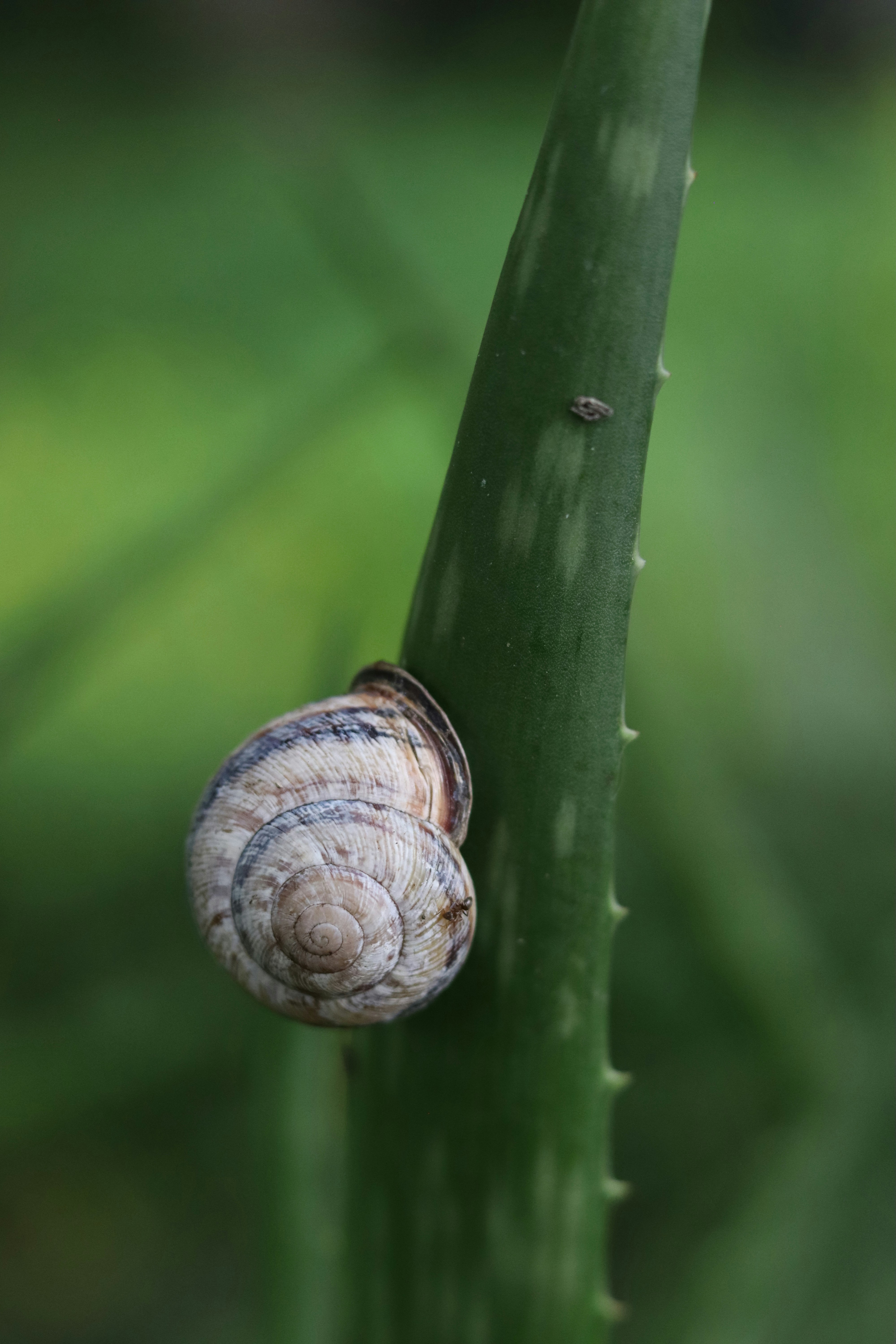 A snail rests on an aloe vera leaf.