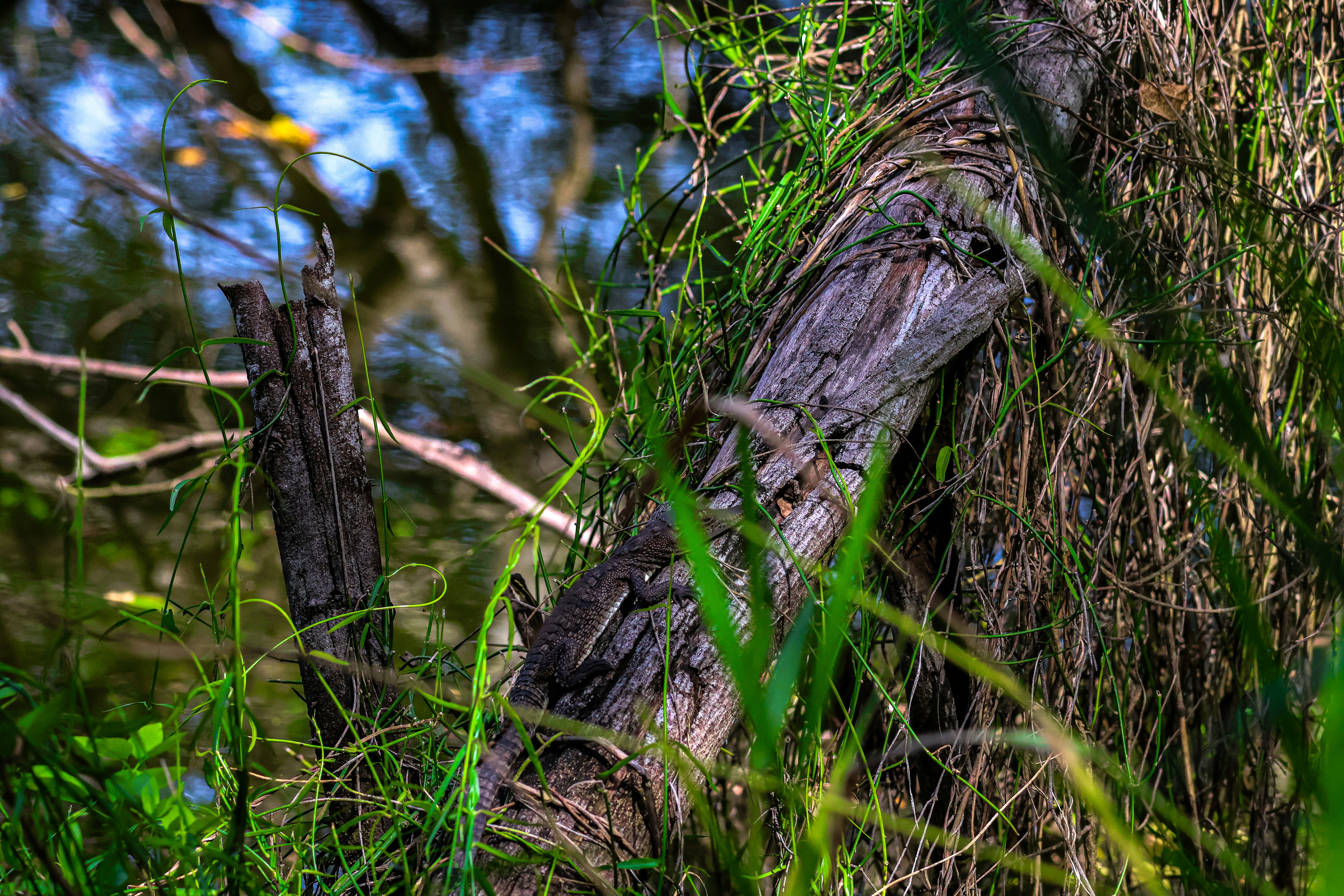 A tree trunk with green grass in the foreground.