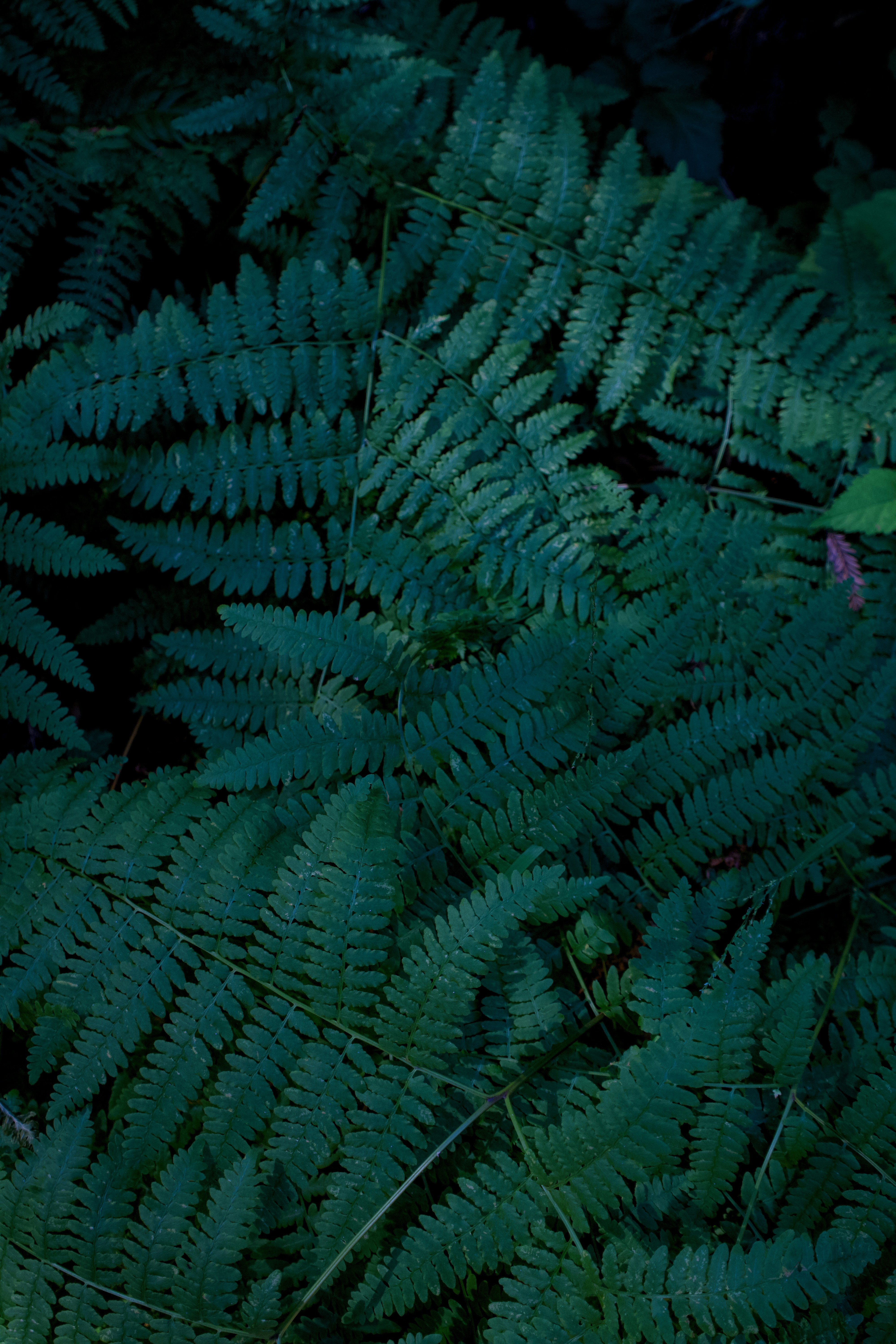 Green ferns are illuminated in the darkness.