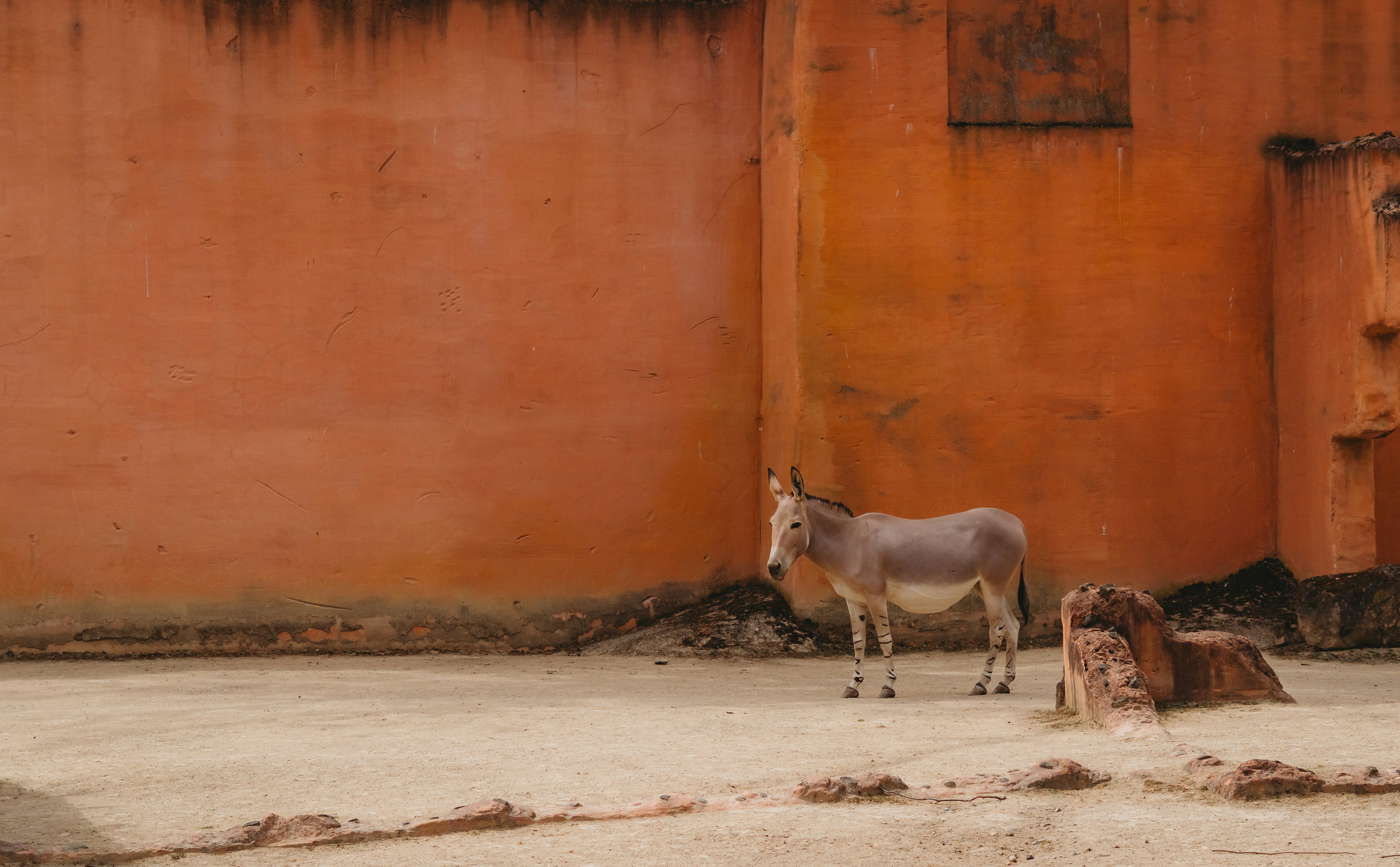 Terracotta Boundary: A solitary donkey stands beside a weathered orange wall