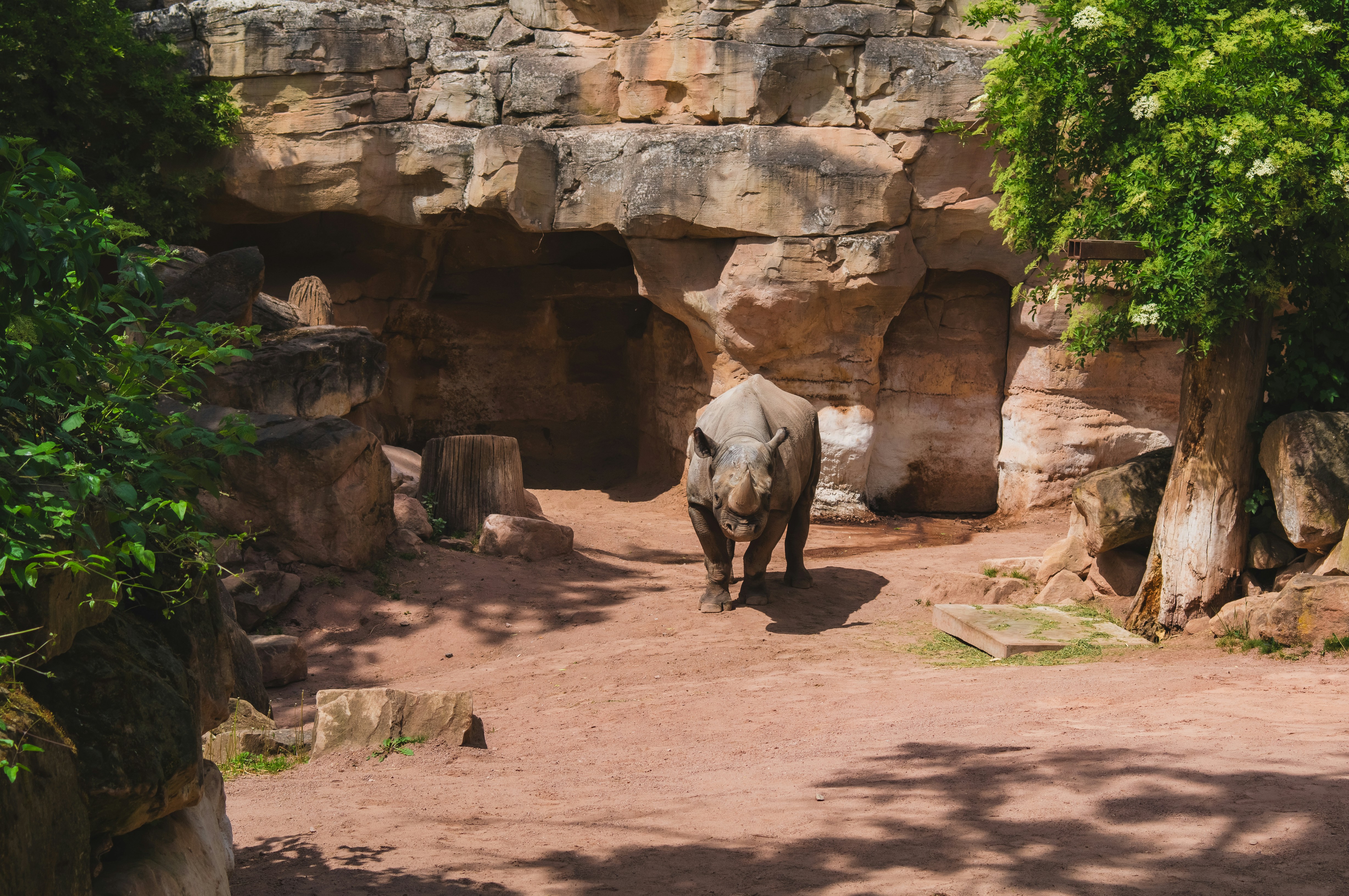 The Solemn Stroll of the Rhino