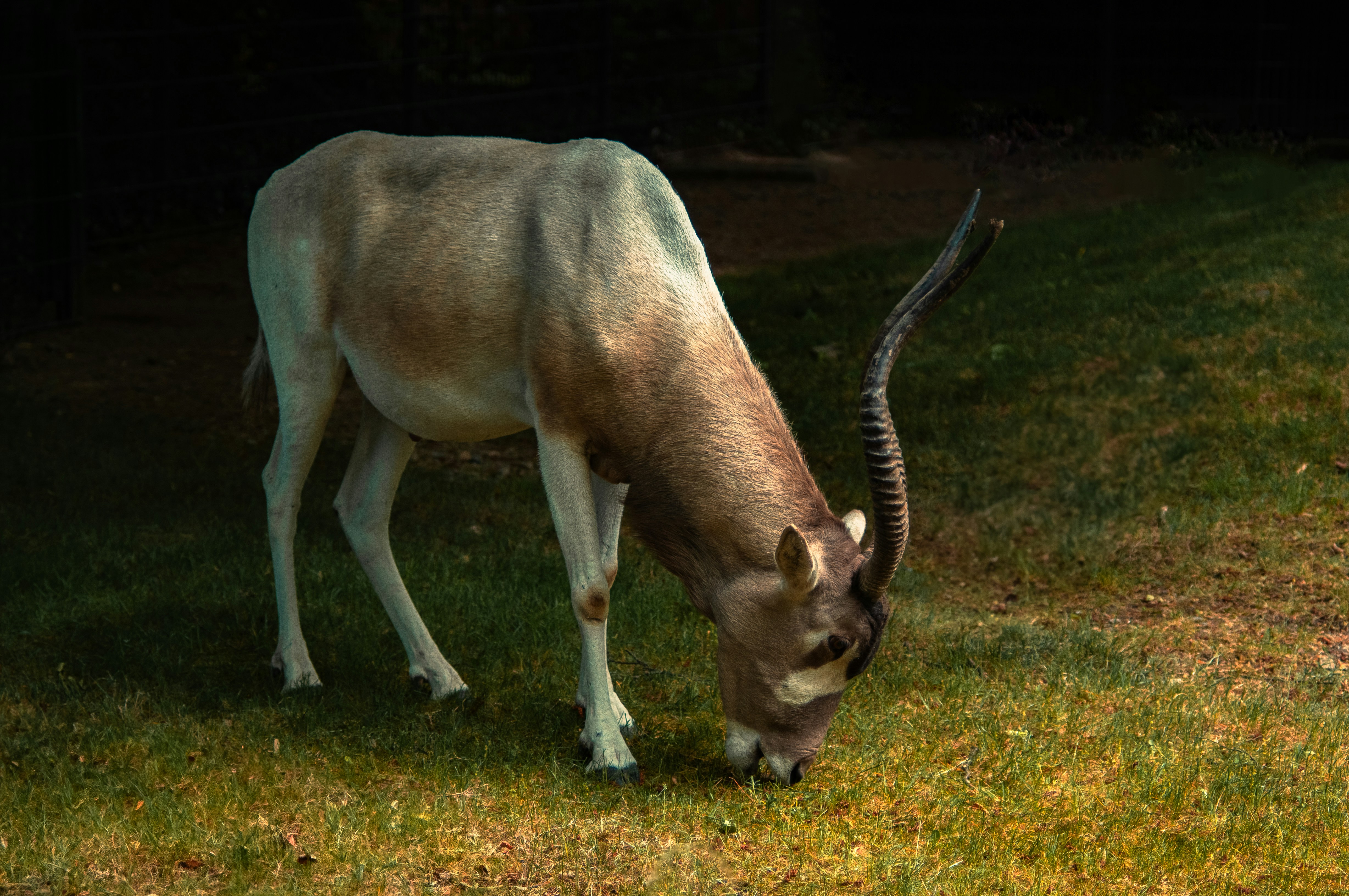 Graceful Grazing: The Oryx in Its Element