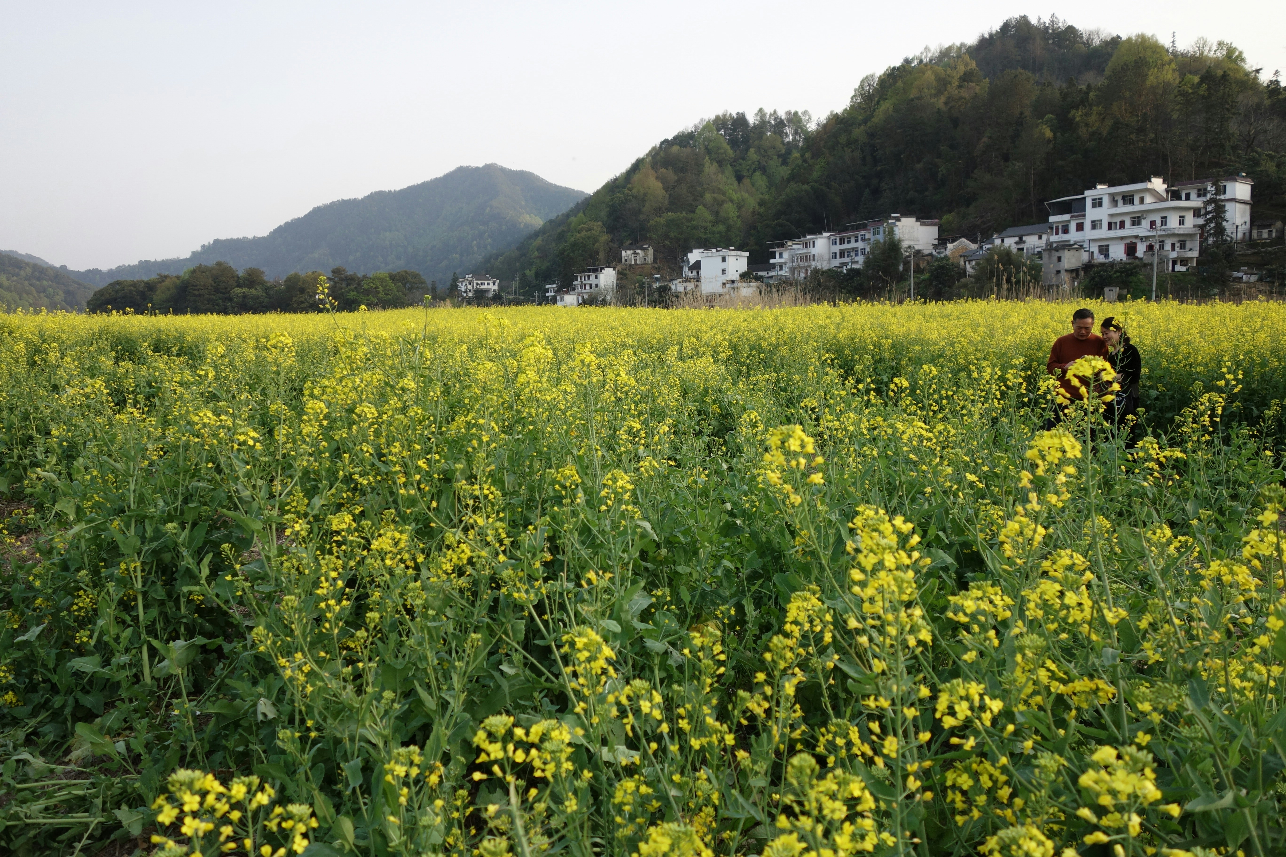 Golden Fields of Serenity