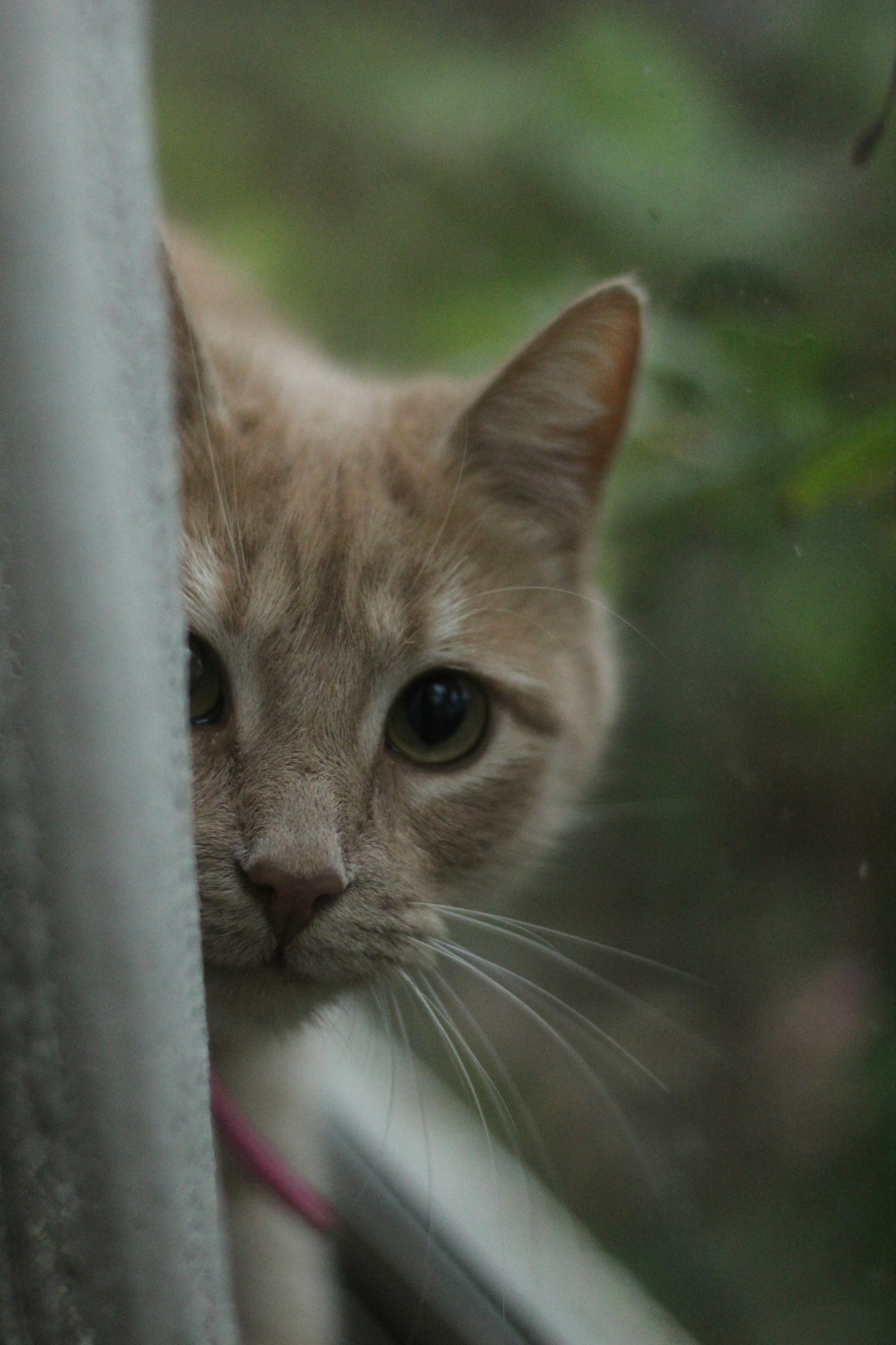A curious cat peeks from behind a window frame, showcasing its inquisitive nature amidst a blurred natural backdrop.