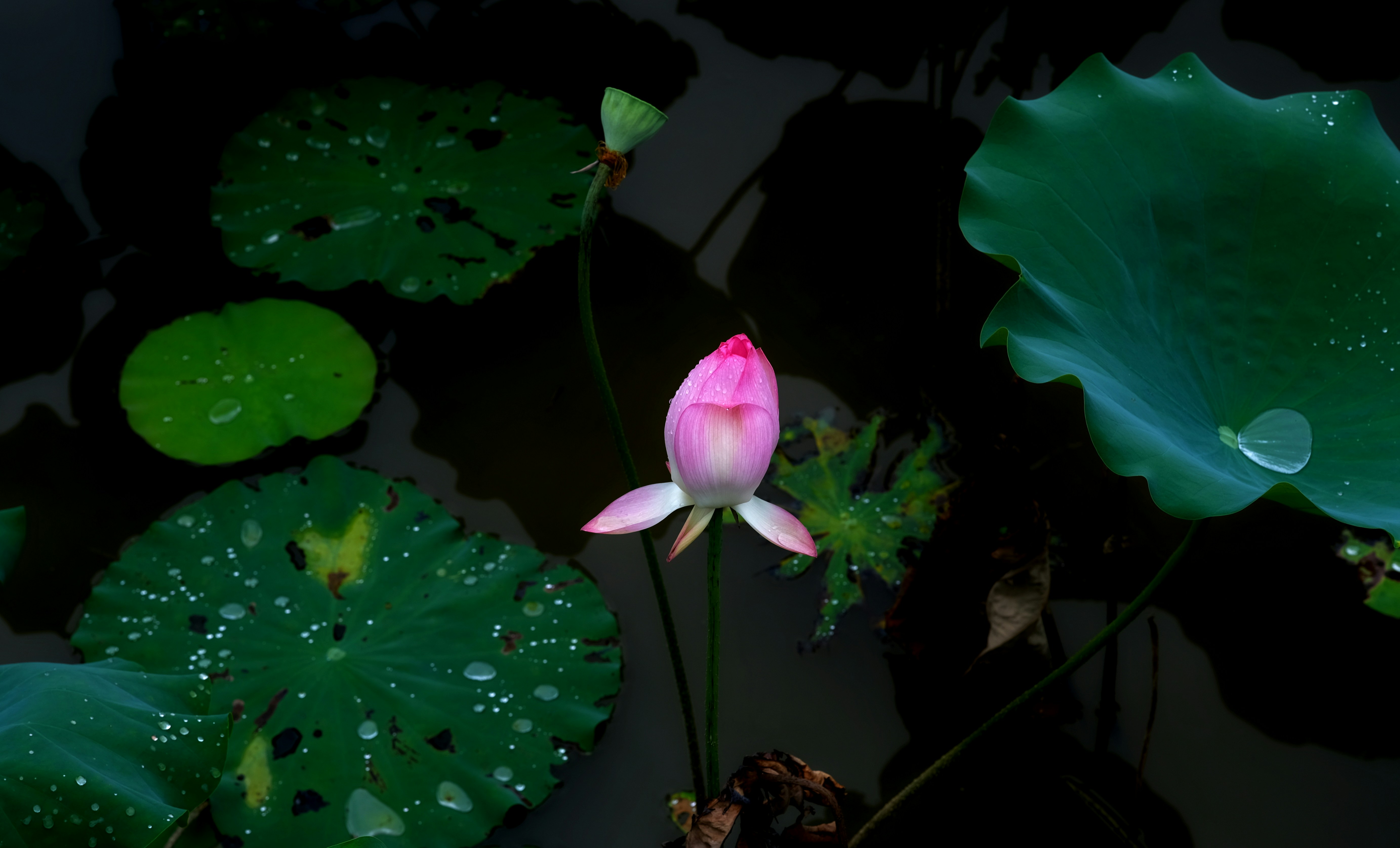 Emerging Elegance: The Lotus in Still Waters